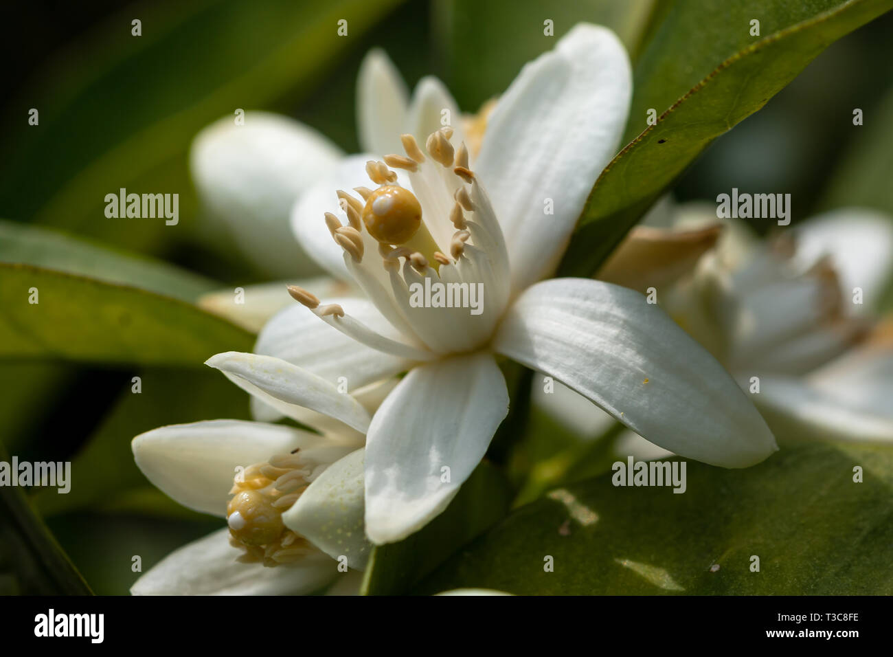 Flower of the orange tree hi-res stock photography and images - Alamy
