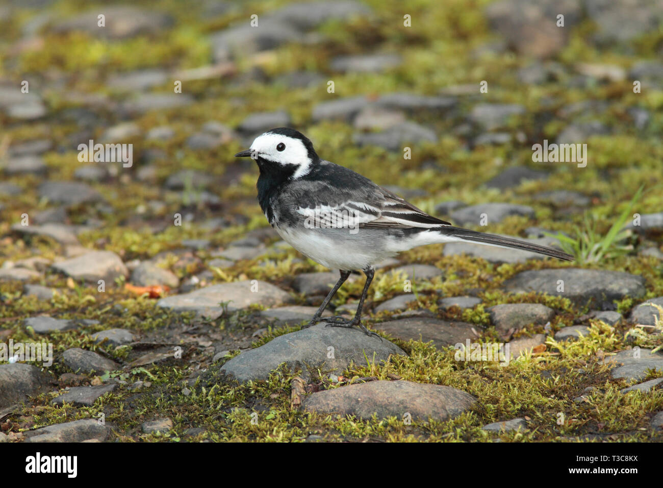 Pied wagtail uk flying hi-res stock photography and images - Alamy