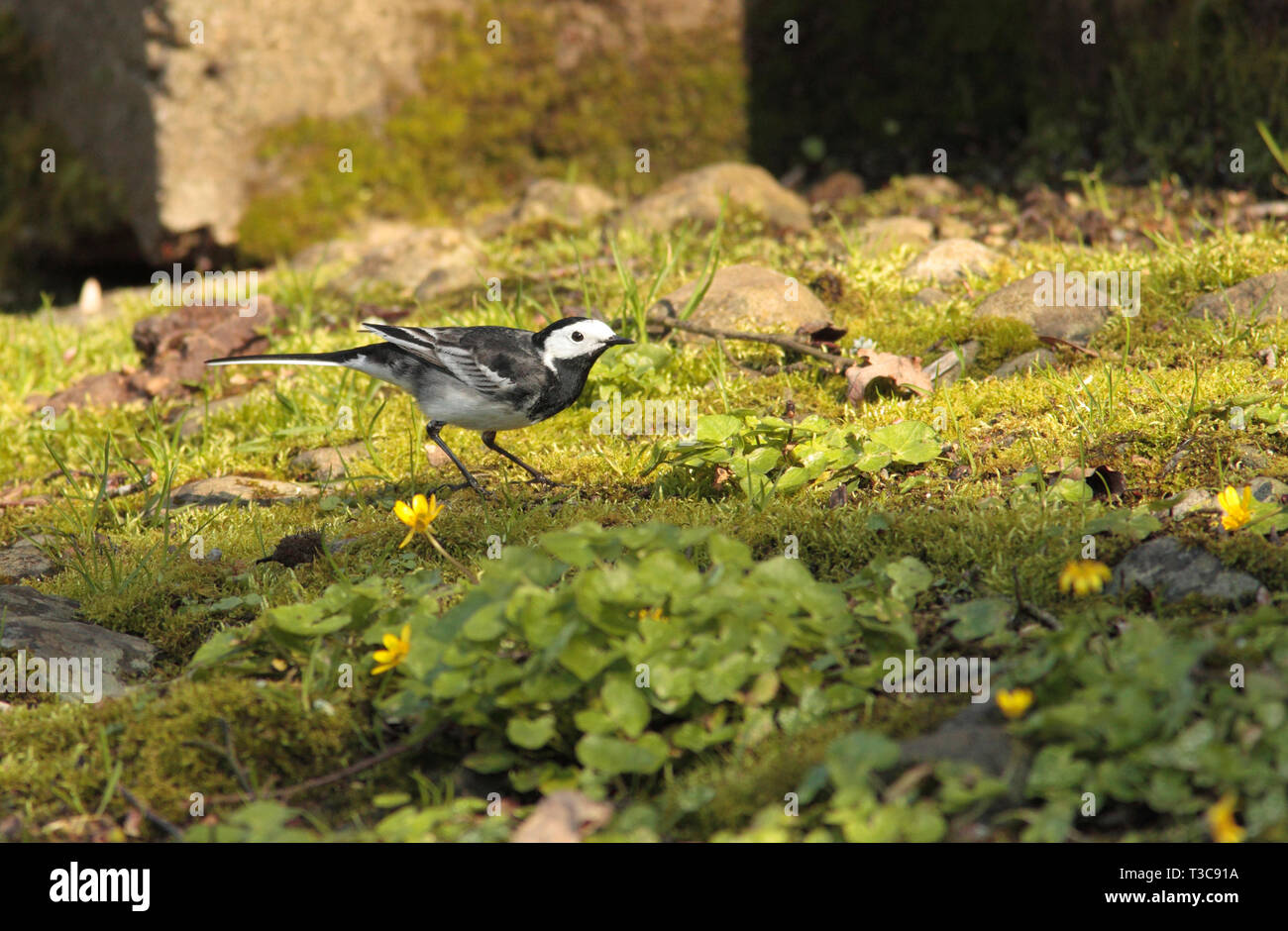 Pied wagtail uk flying hi-res stock photography and images - Alamy