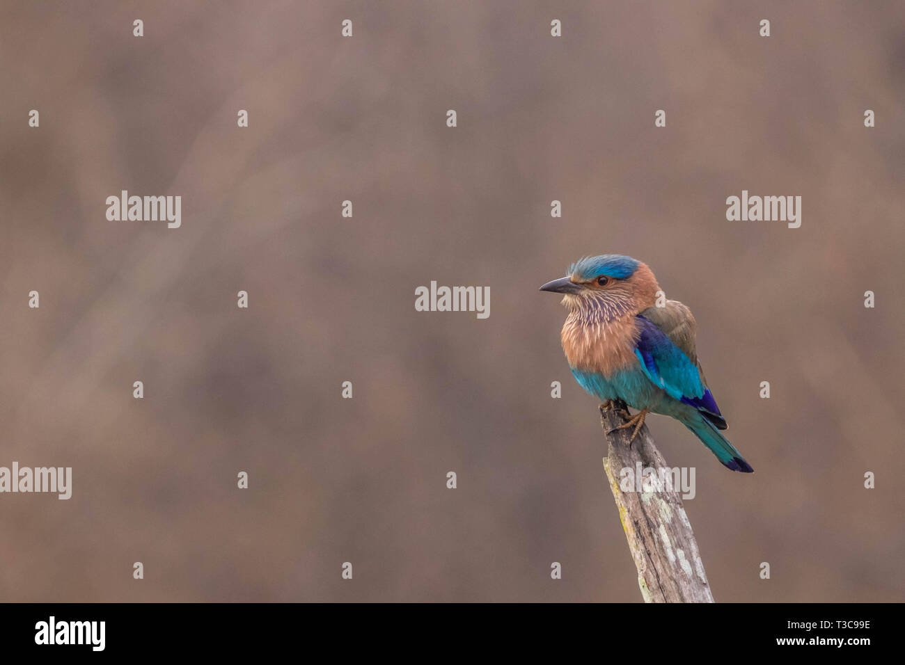 Indian roller blue jay during early hours of the day at the kabini ...