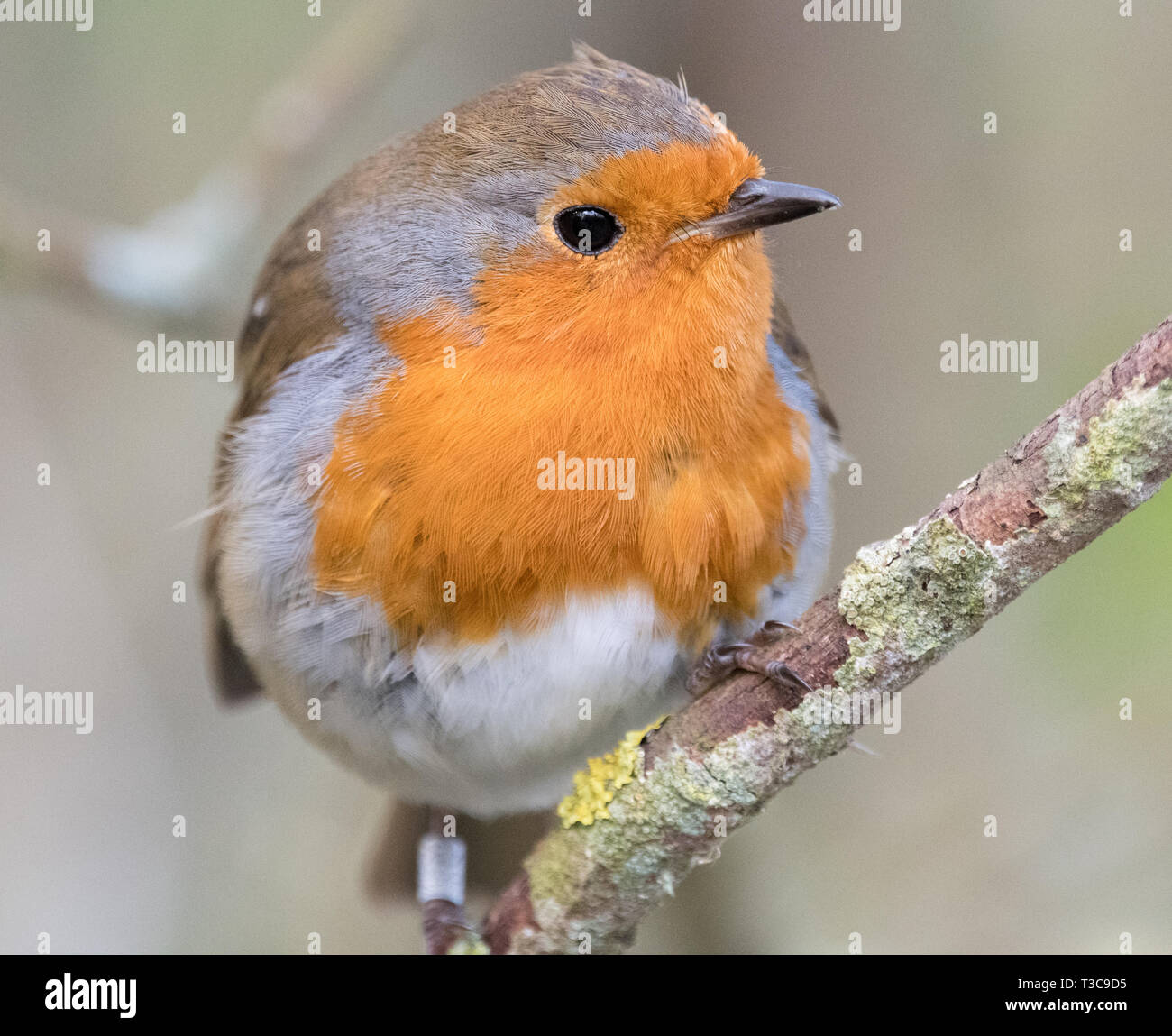 Robin redbreast flying uk hi-res stock photography and images - Alamy