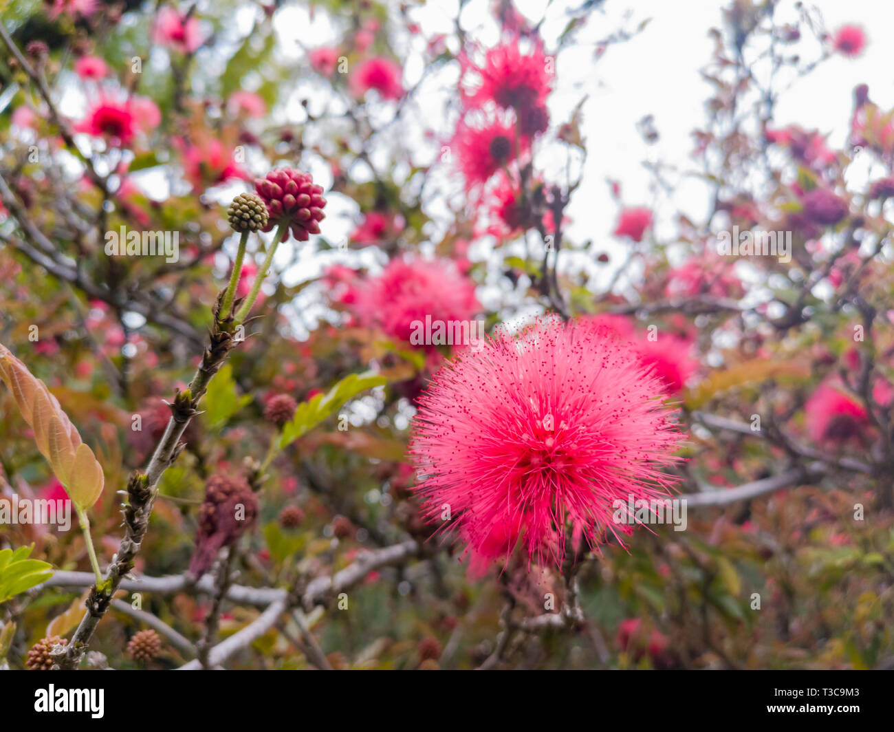Persian silk tree blossom in Huntington Library at Los Angeles ...