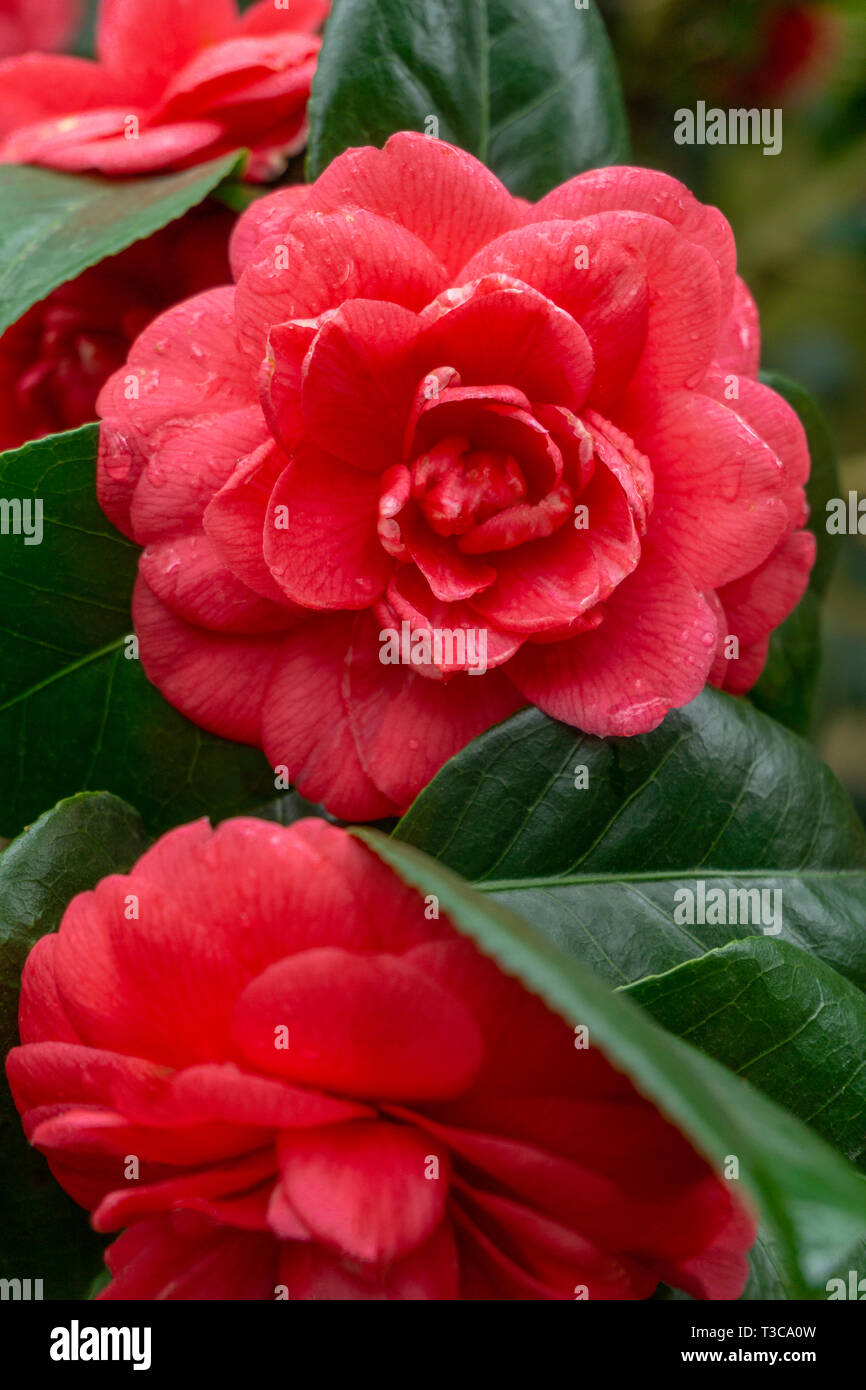 Camelia red camellia japonica hi-res stock photography and images - Alamy