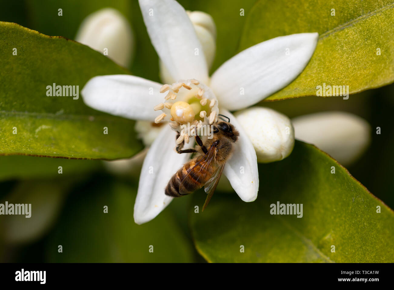 honey bee on orange tree blossom. close up macro flower photo Stock ...