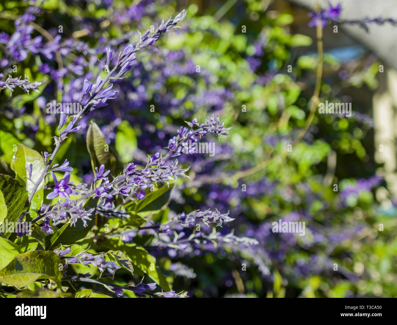 Petrea racemosa hi-res stock photography and images - Alamy