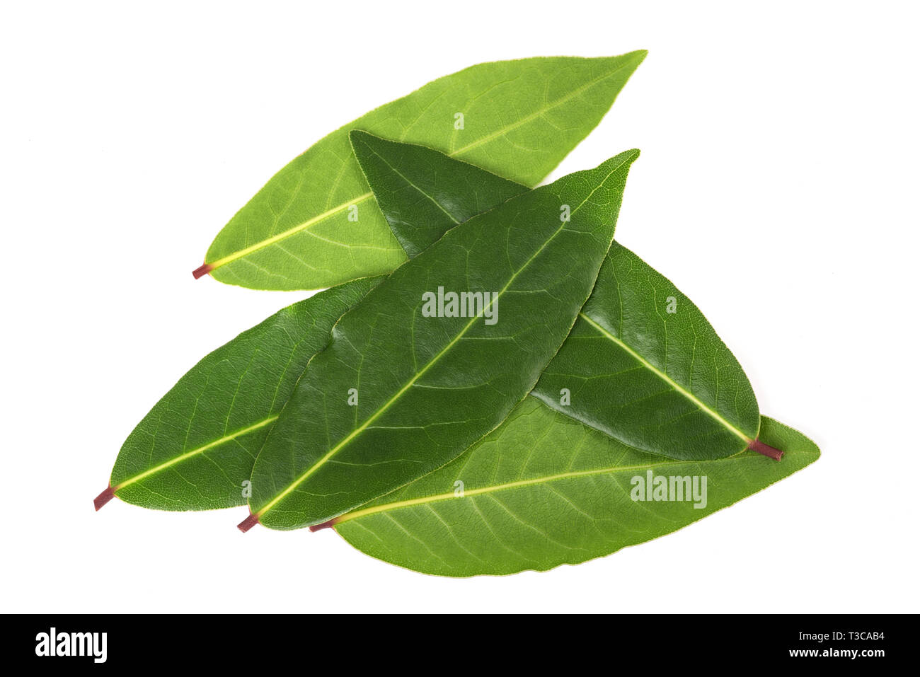 Laurel leaves hi-res stock photography and images - Alamy
