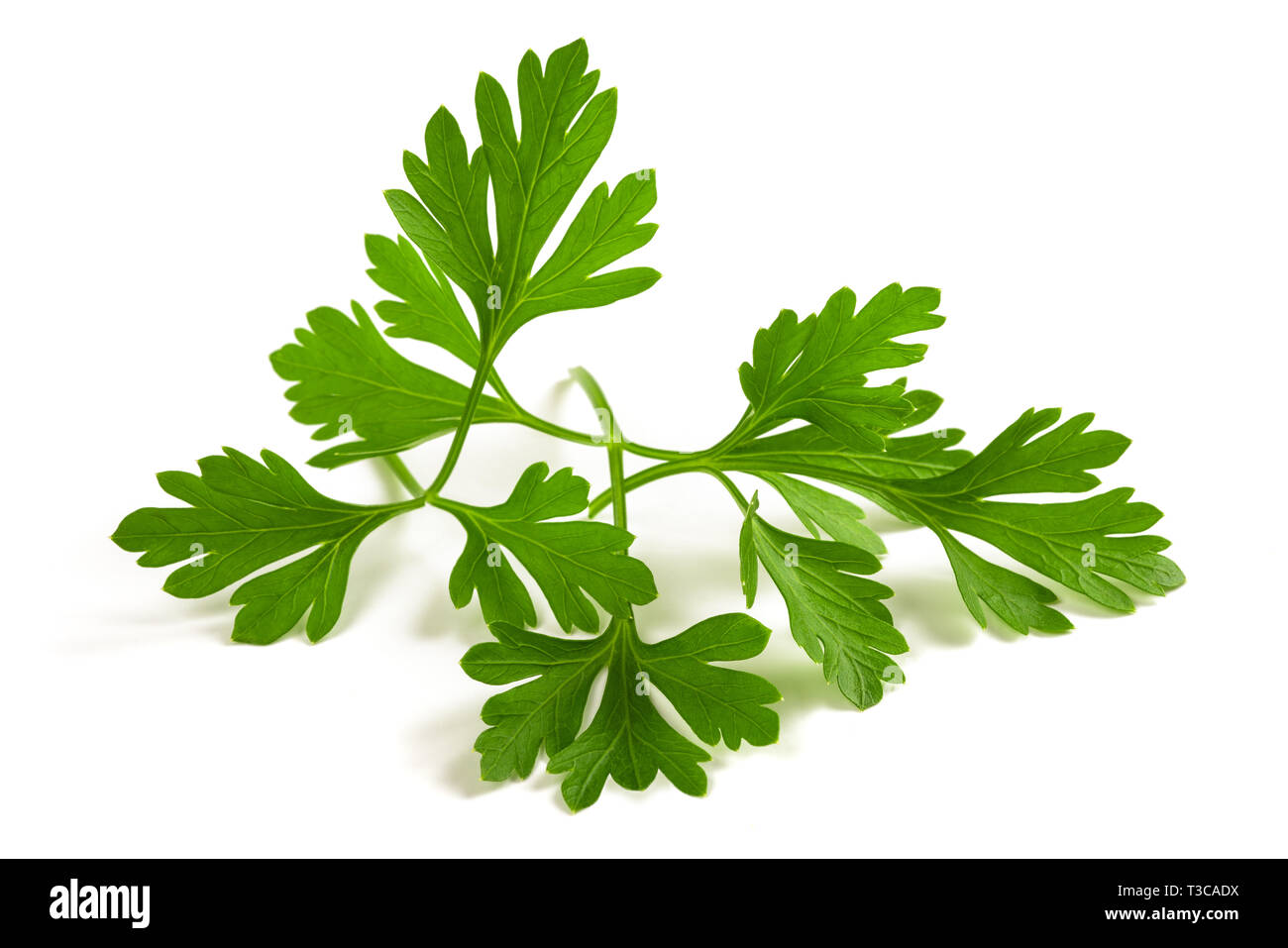 Fresh parsley sprigs isolated on white background Stock Photo - Alamy