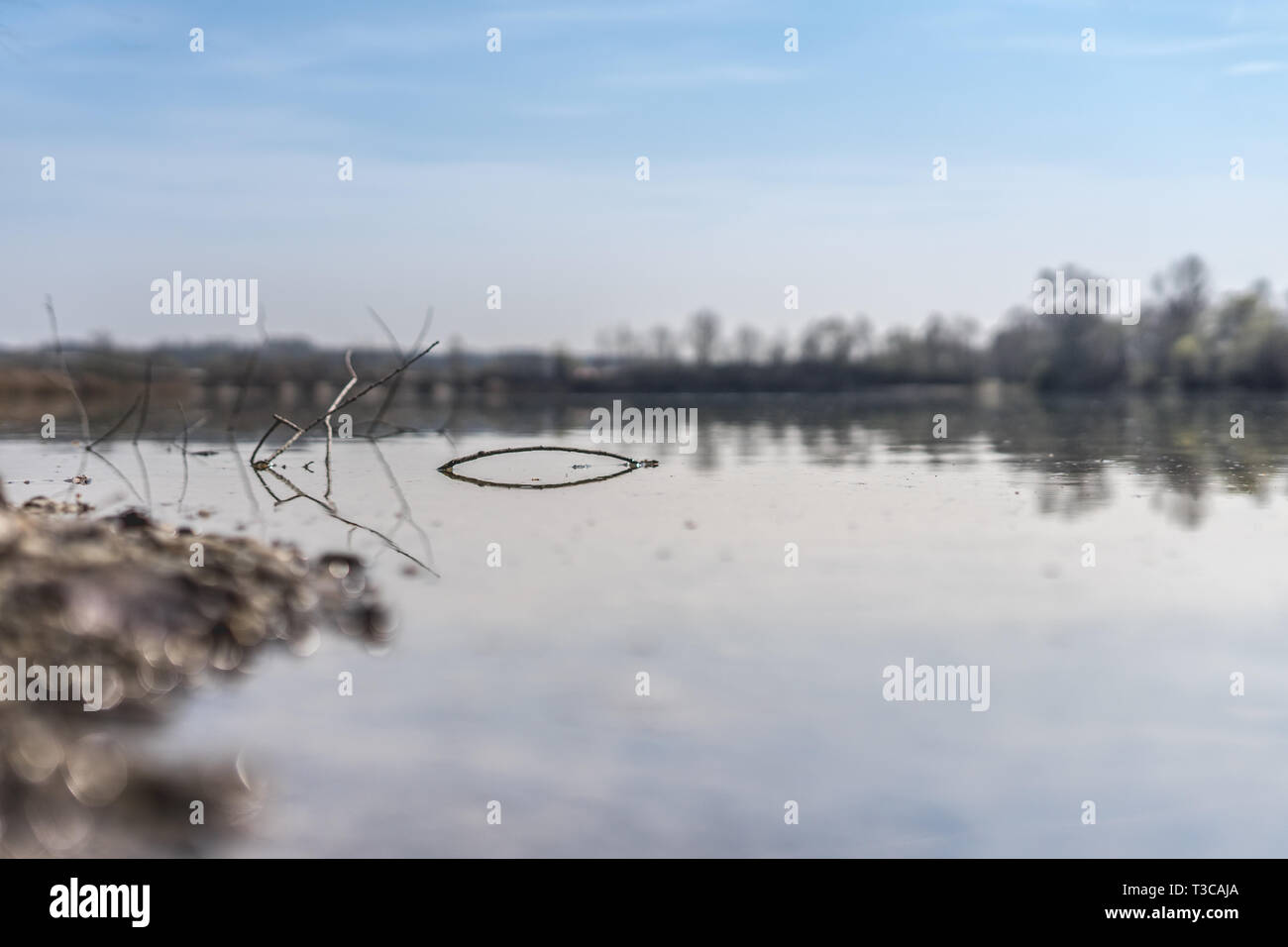 Photo of a branch in the water on the riverside Stock Photo - Alamy