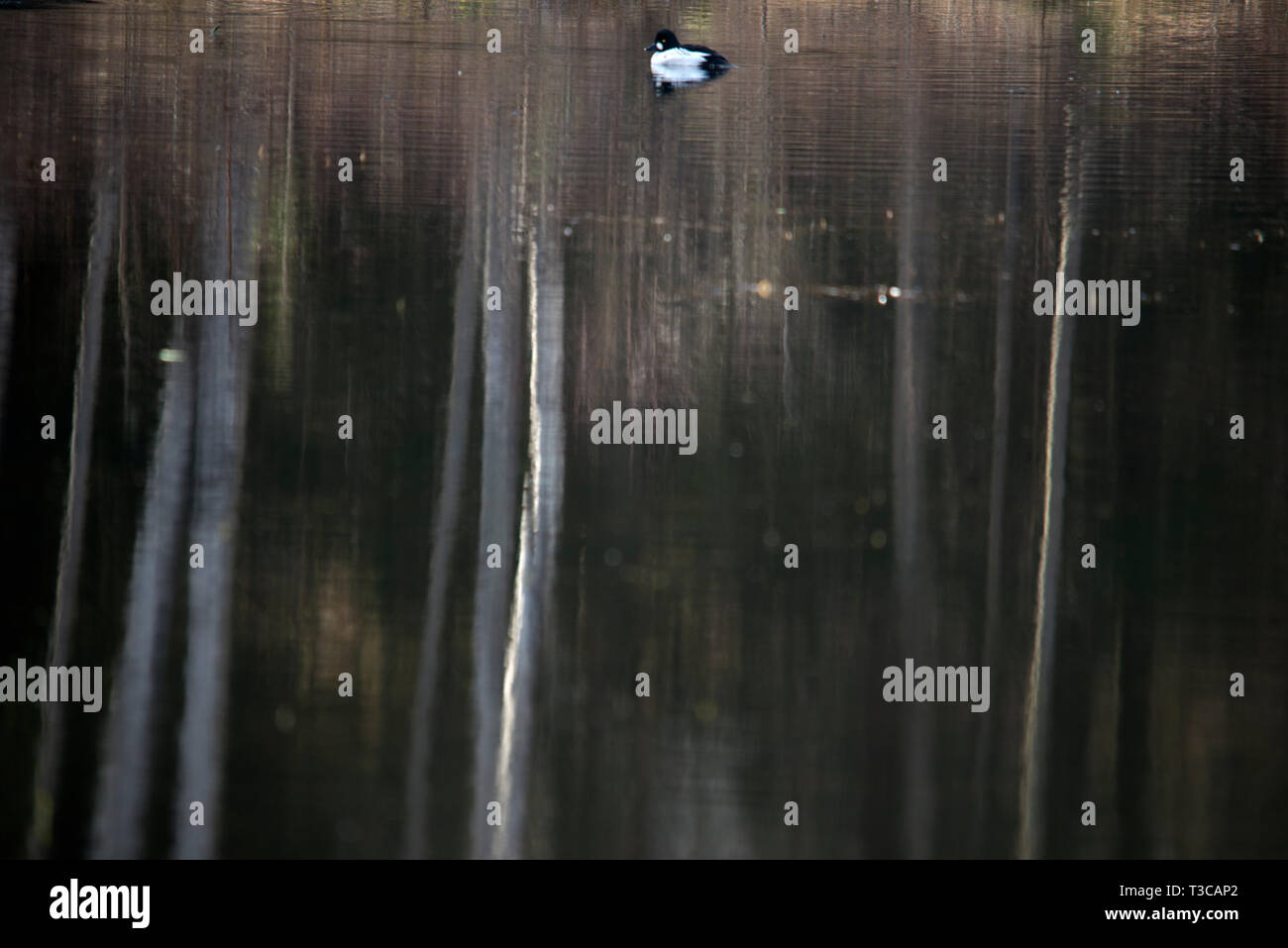 Good luck bird hi-res stock photography and images - Alamy