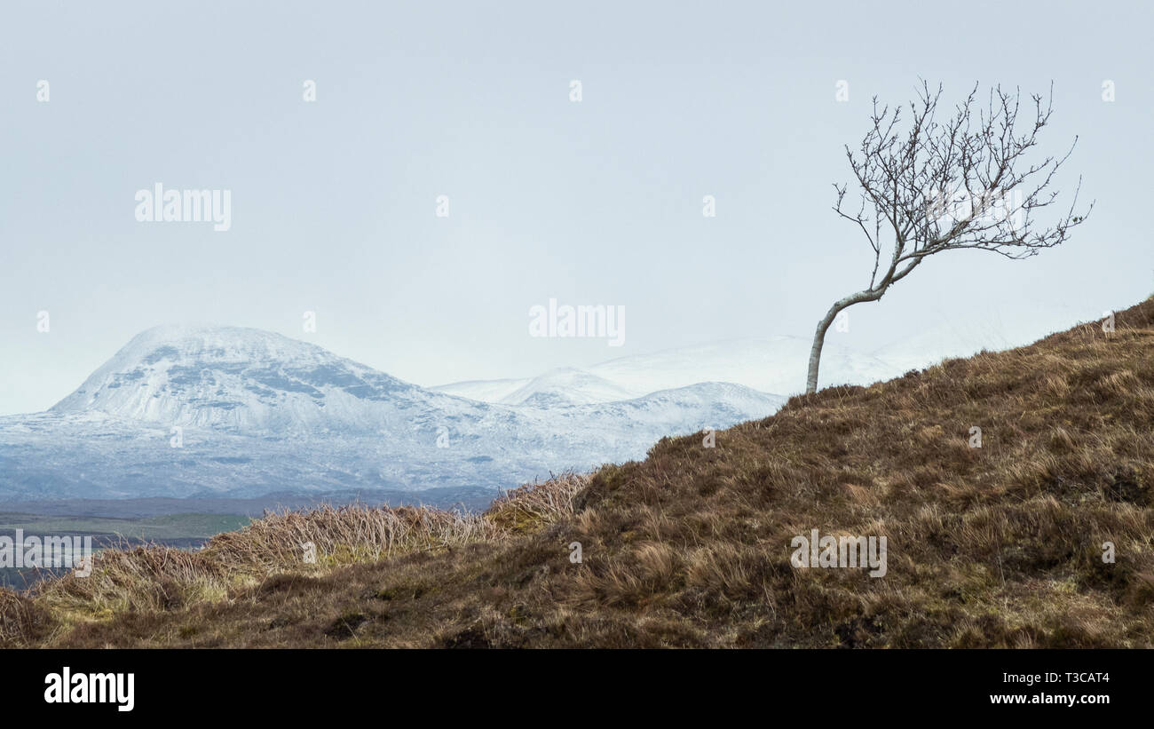 A wind battered tree on Scottish moorland with snow capped mountains in ...