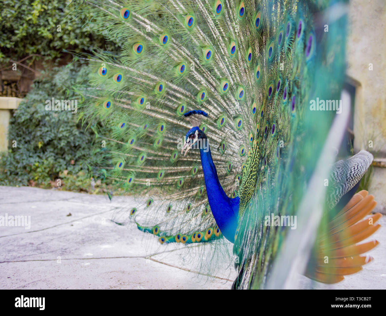 Male peacock showing it's color fan at Los Angeles, California Stock ...