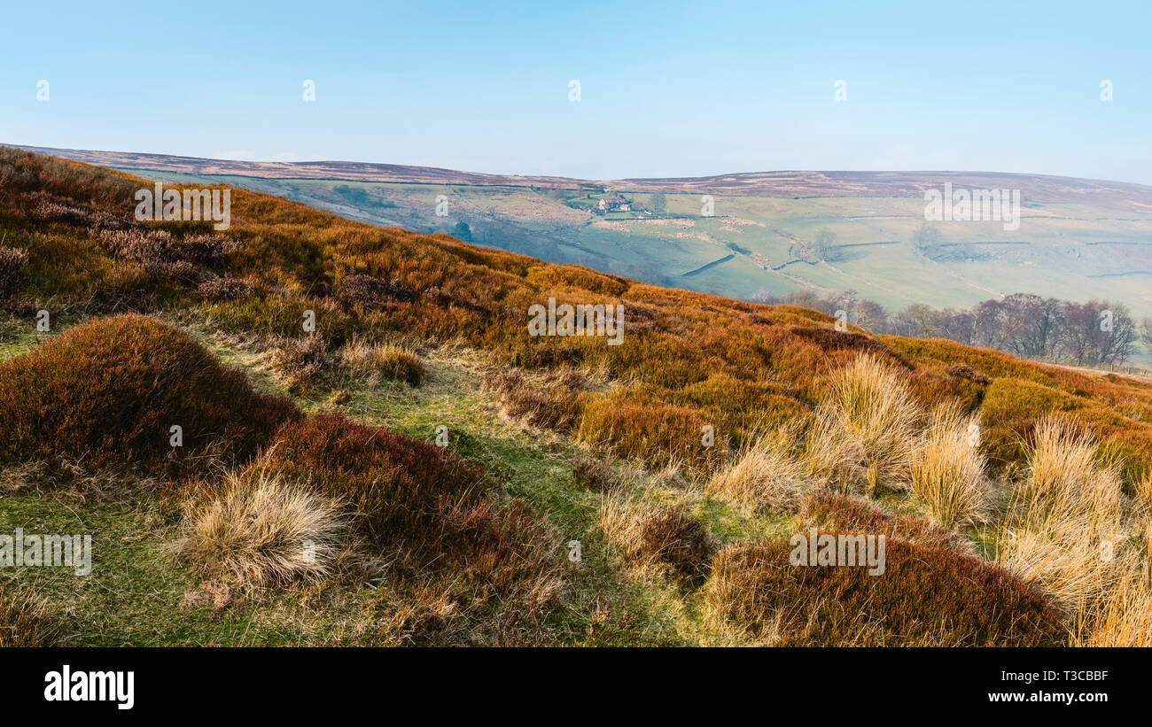 Sunset over the North York Moors National park with tall cotton grass ...