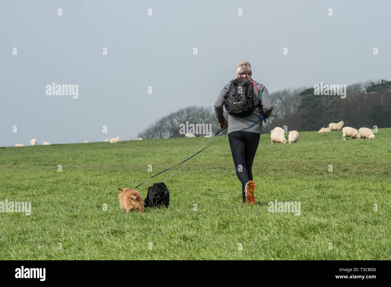 Walking dog in sheep hi-res stock photography and images - Alamy