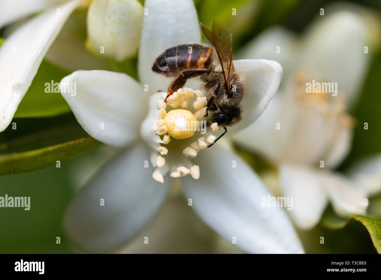 honey bee on orange tree blossom. close up macro flower photo Stock ...