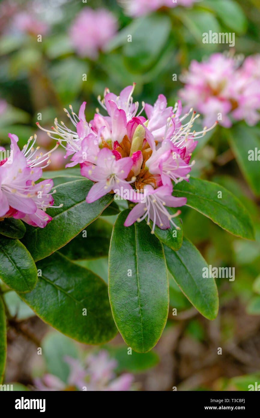 Rhododendron lepidote hi-res stock photography and images - Alamy