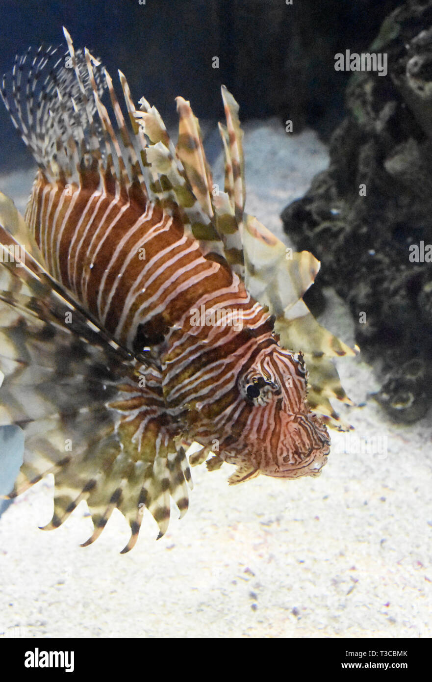 Lionfish swimming over a sandy ocean floor Stock Photo - Alamy