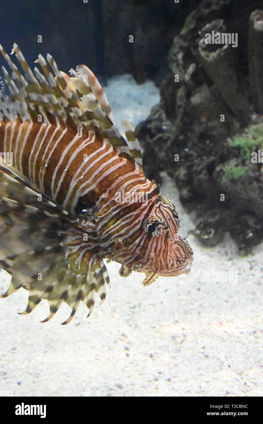 Striped butterfly cod swimming underwater with a sandy bottom Stock ...