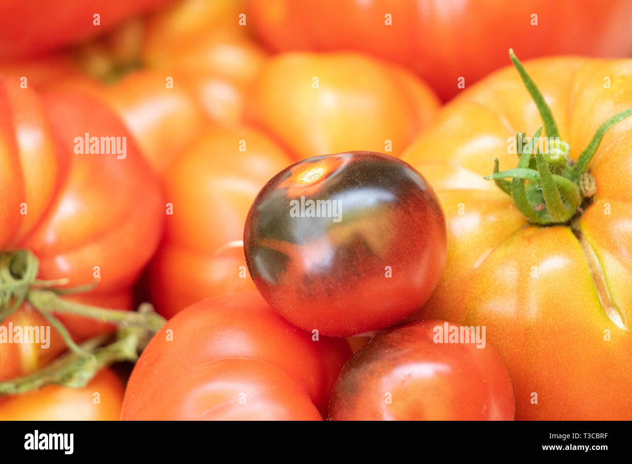 Tomatoes of all colors blue, green, yellow, red, black Stock Photo - Alamy