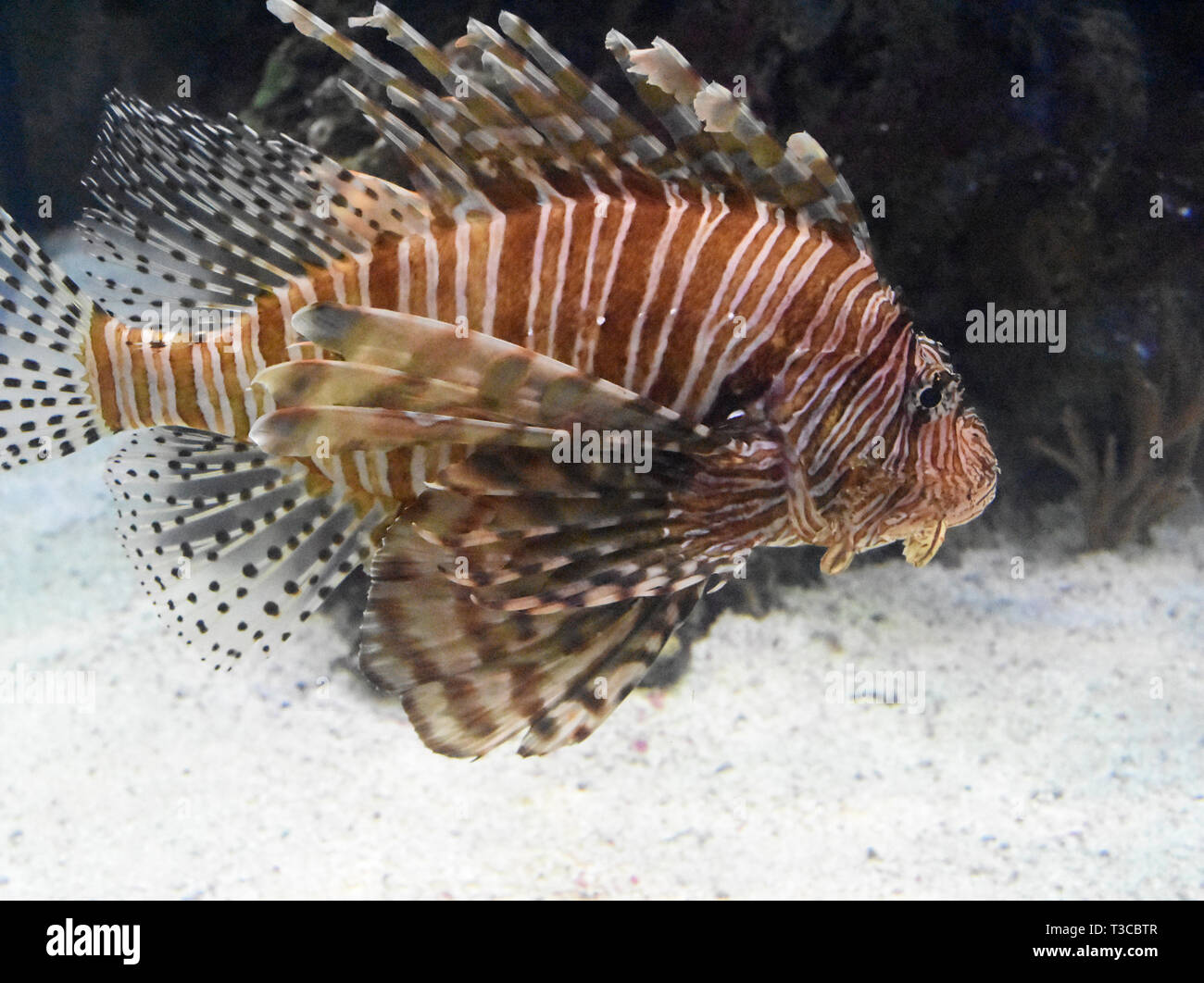 White and brown striped zebrafish swimming in the ocean Stock Photo - Alamy