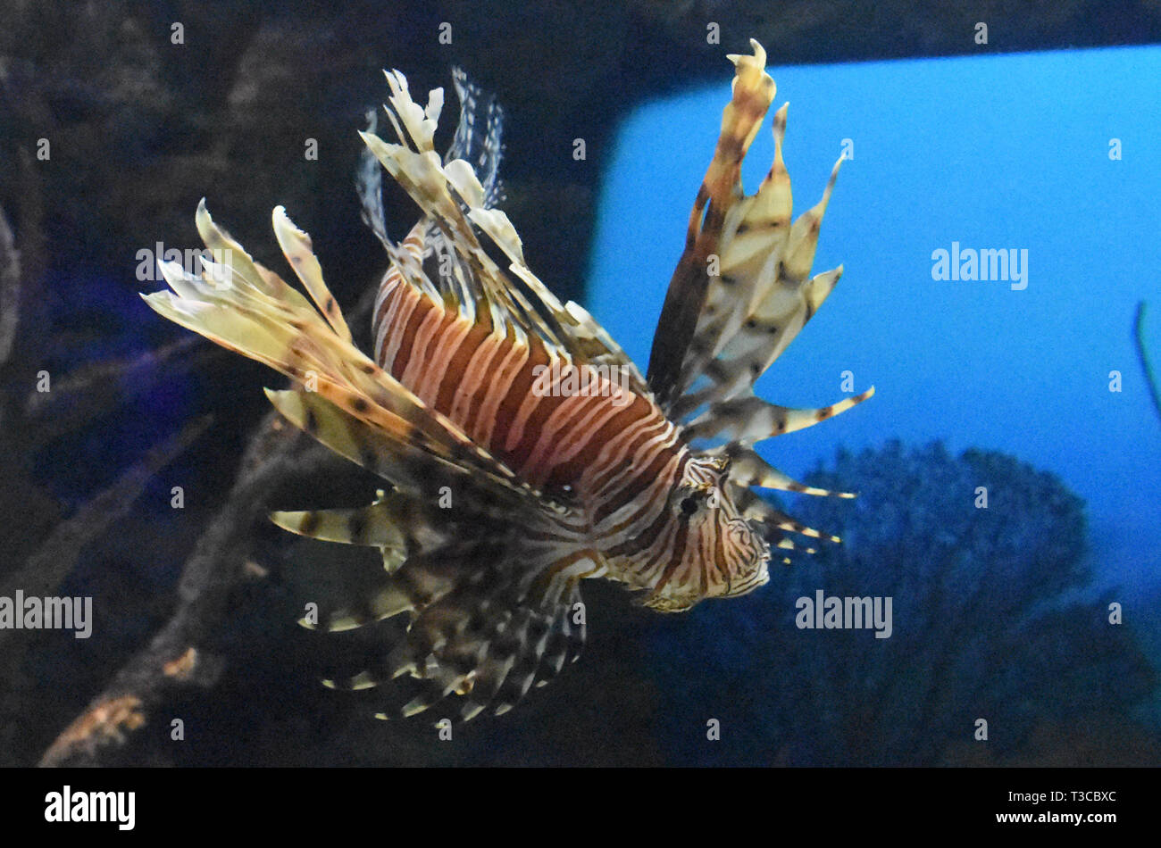 Very cool lionfish with his fins moving with the water's movement Stock ...