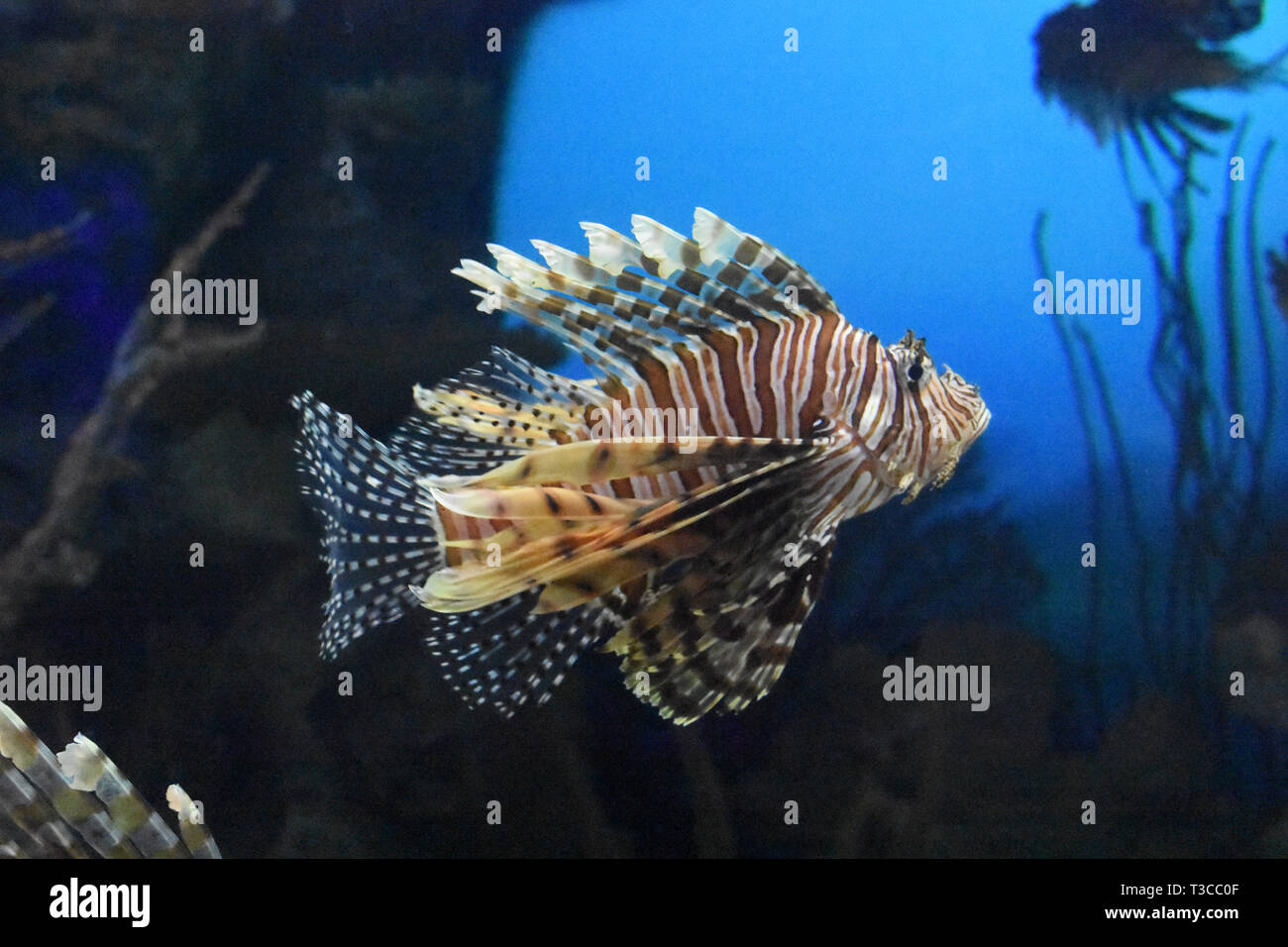Great look at a zebrafish moving under the ocean waters Stock Photo - Alamy