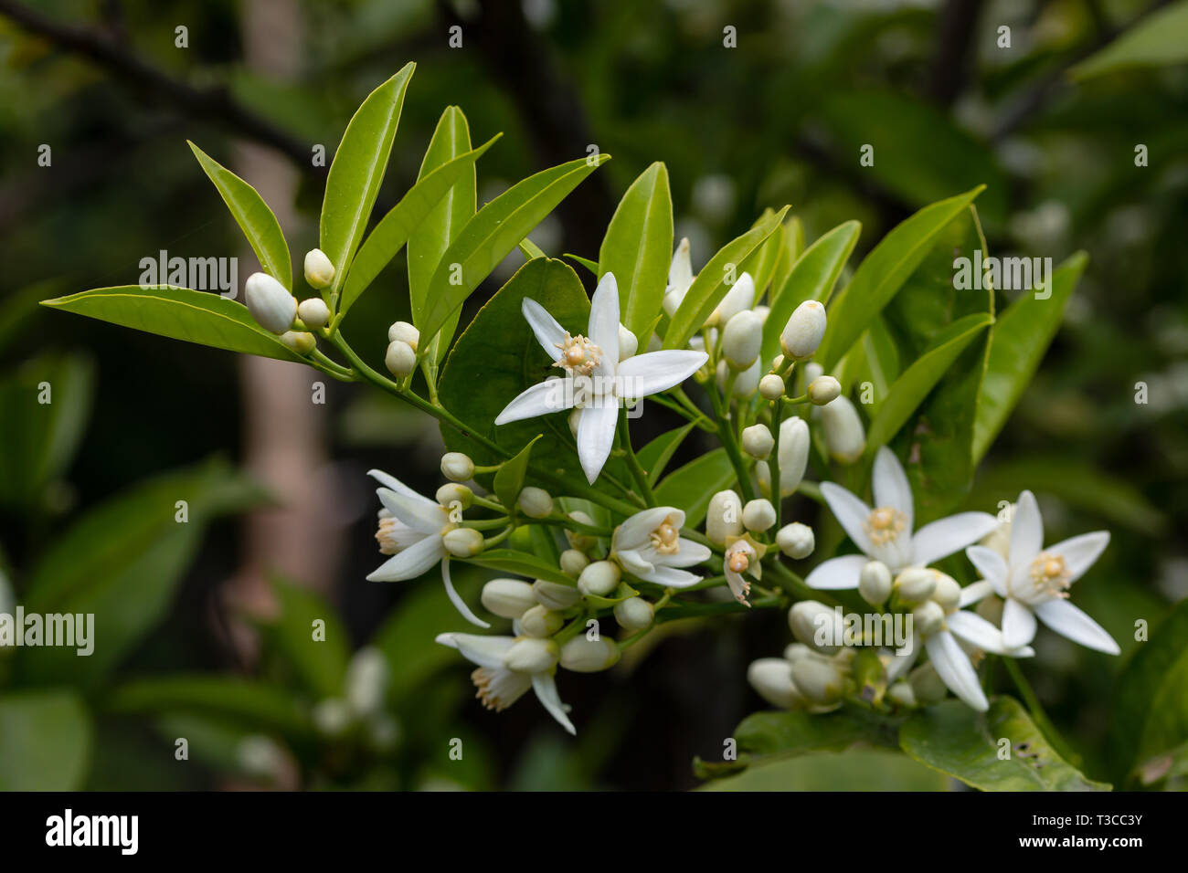 Closeup close up branch hi-res stock photography and images - Alamy