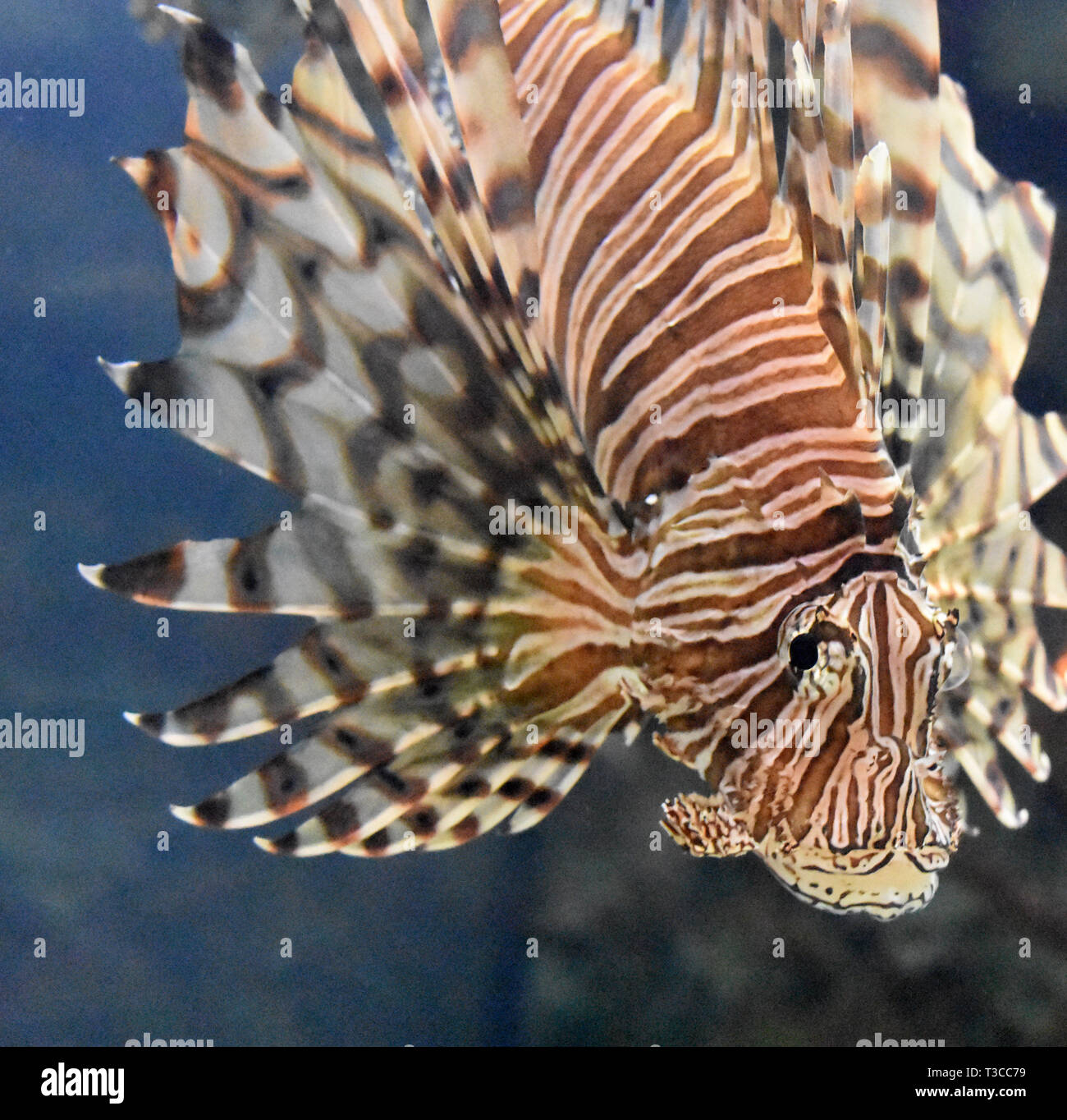 Fantastic zebrafish swimming down toward the ocean bottom Stock Photo ...