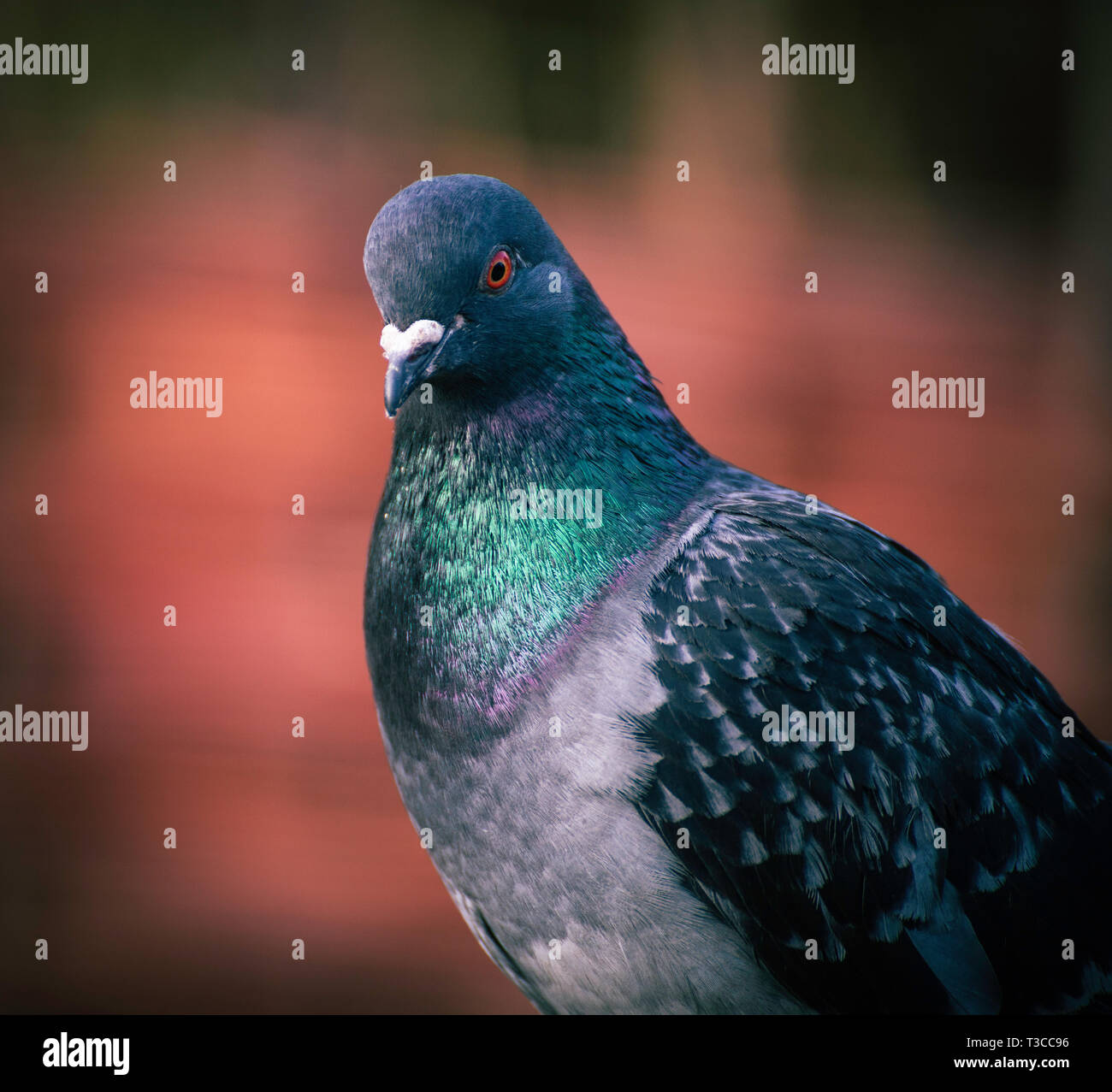 Pigeon staring hi-res stock photography and images - Alamy