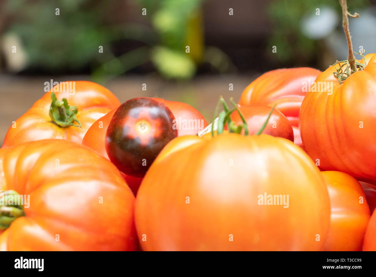 Old varieties tomatoes, harvest Stock Photo - Alamy