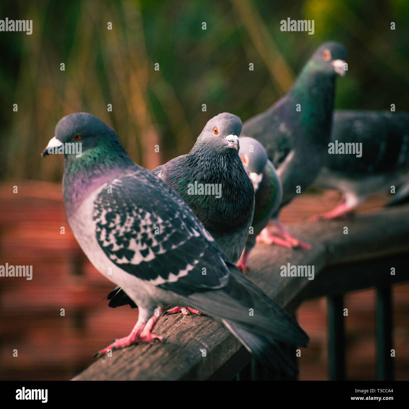 Pigeons greenwich hi-res stock photography and images - Alamy