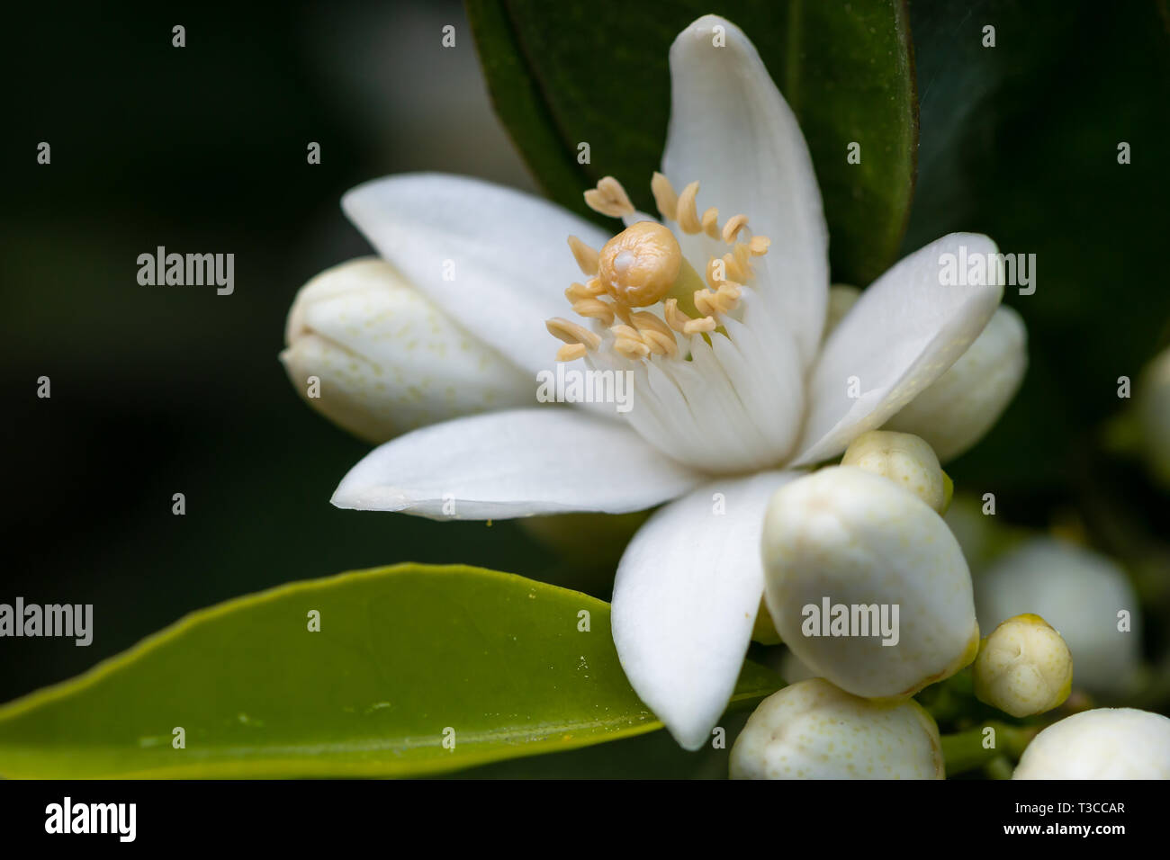 Orange tree flower hi-res stock photography and images - Alamy