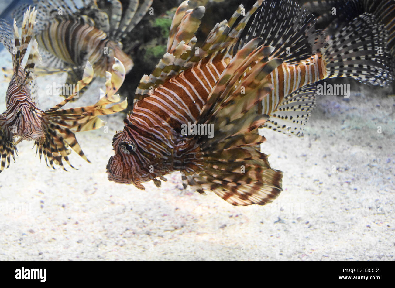 Trio of swimming turkeyfish near the ocean bottom Stock Photo - Alamy
