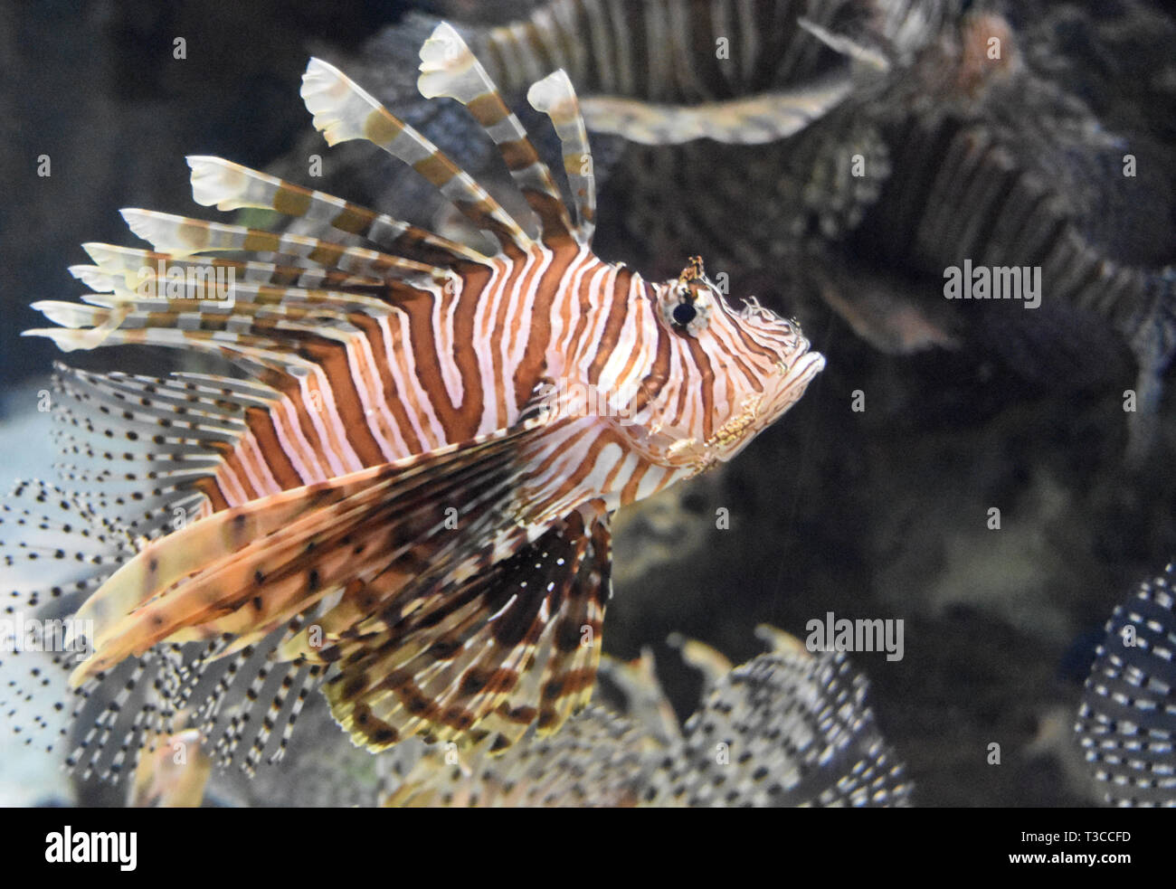 Zebrafish tank hi-res stock photography and images - Alamy