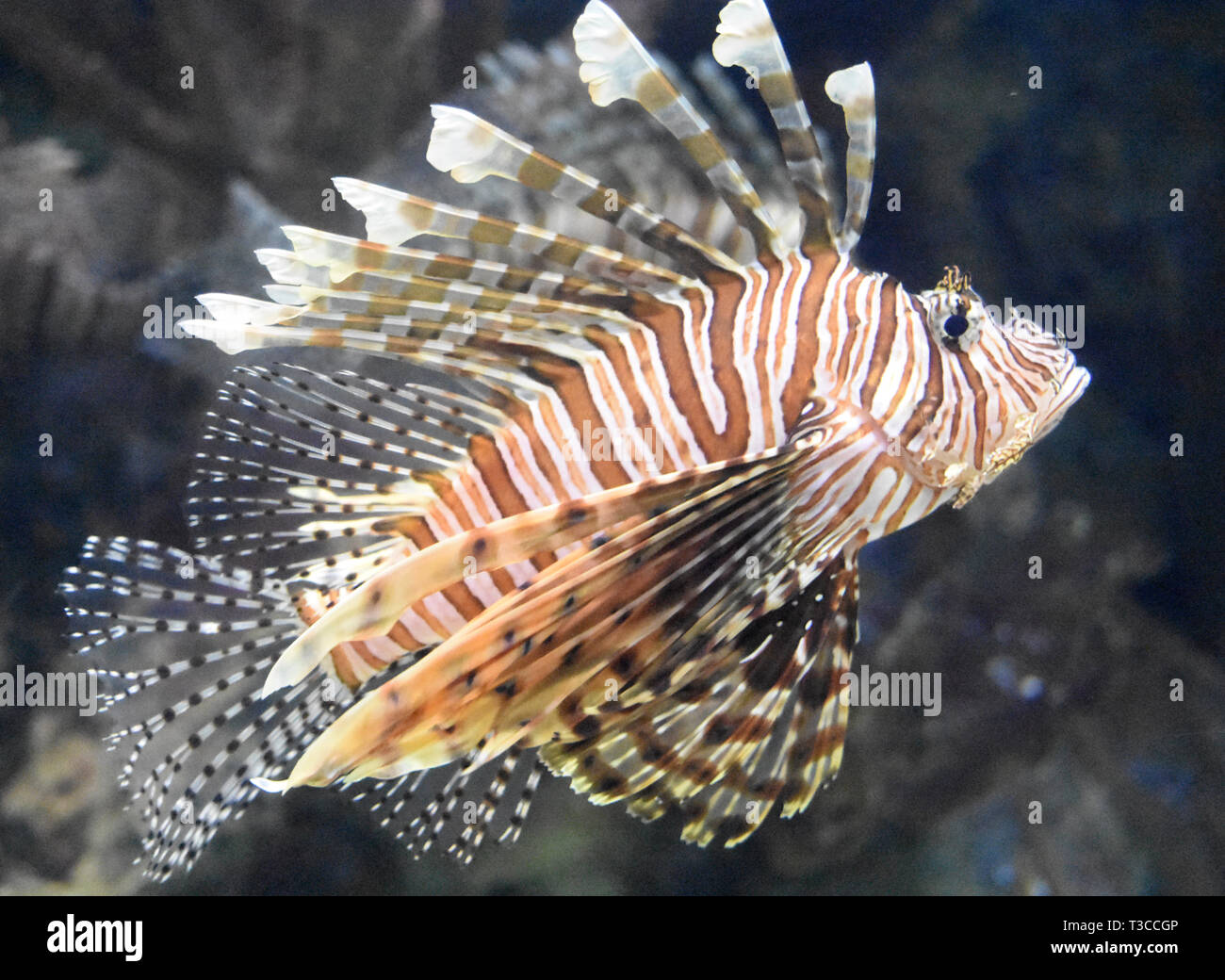 Good look at a tropical butterfly cod in the water Stock Photo - Alamy