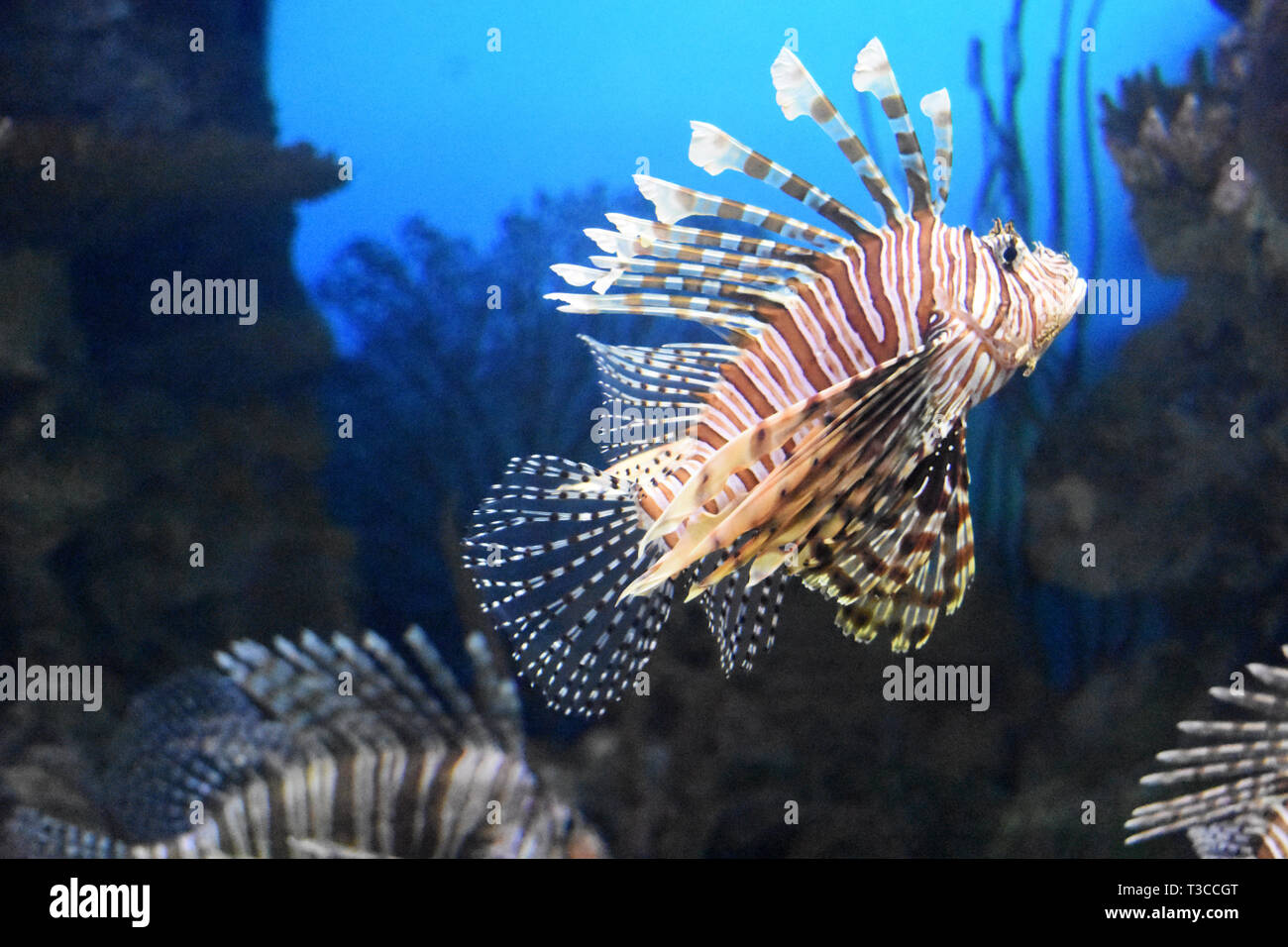 Great look at a swimming zebrafish in the ocean Stock Photo - Alamy