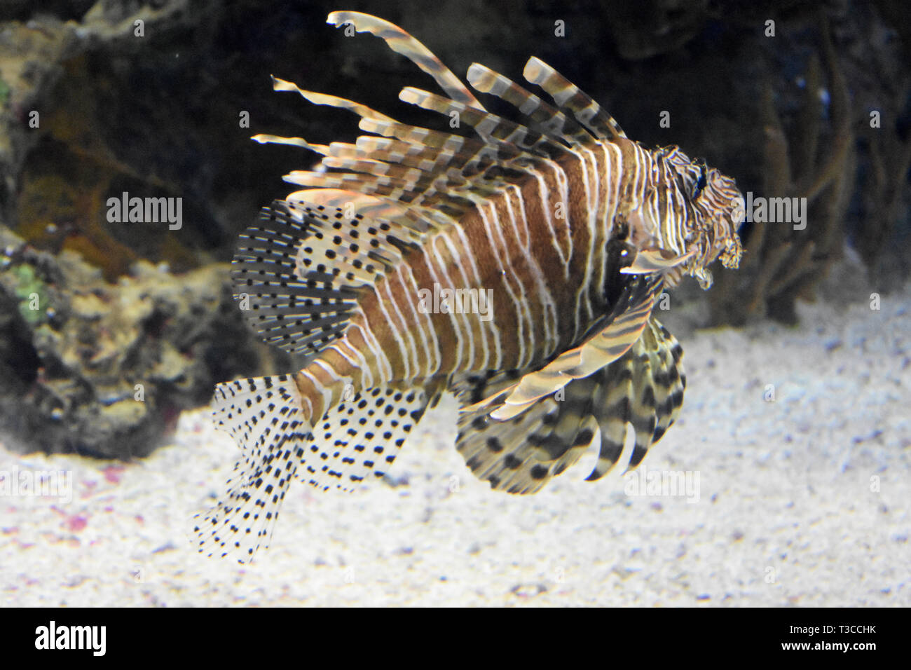 Lovely look at a butterfly cod swimming along the ocean bottom Stock ...