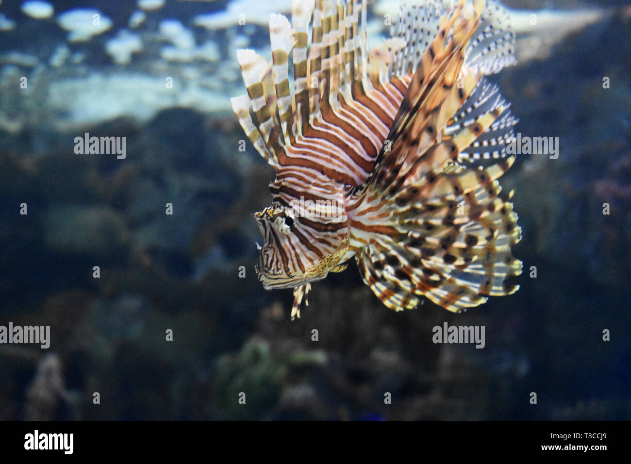 Distinctive markings of brown stripes hi-res stock photography and ...