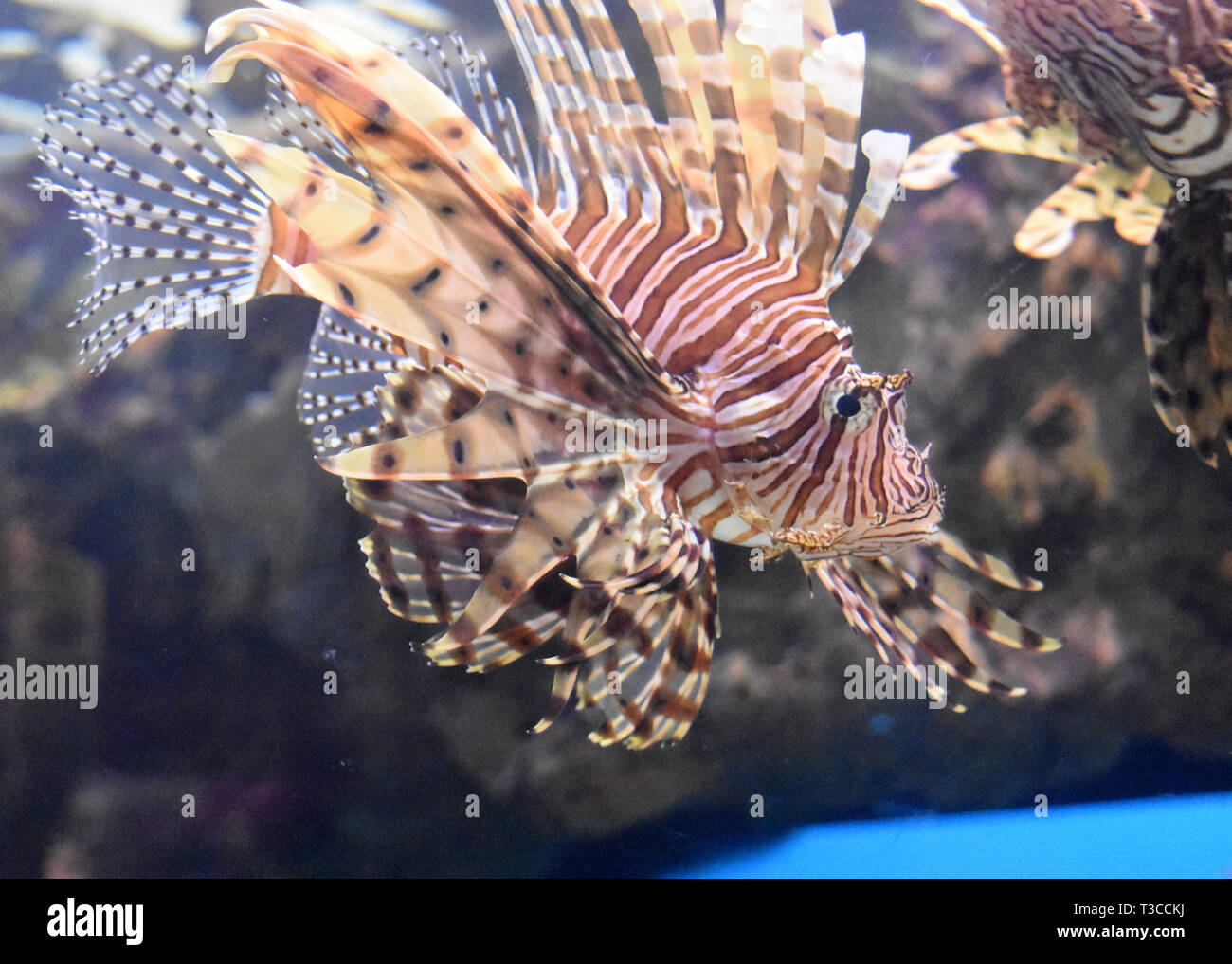 Fantastic banded butterfly cod in the deep blue waters Stock Photo - Alamy