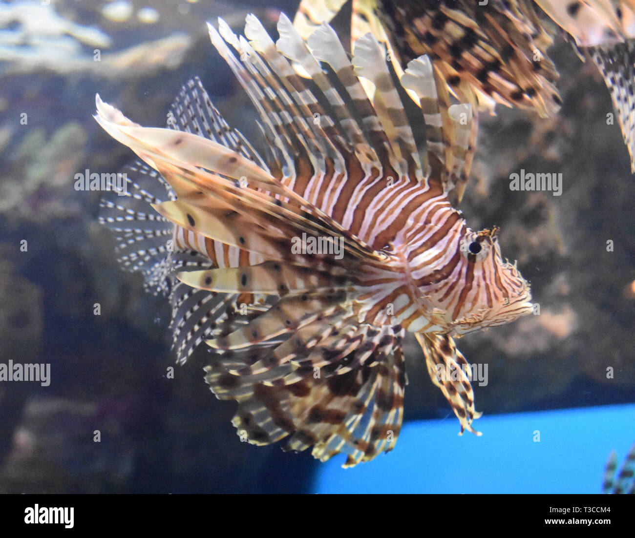 Turkeyfish swimming along under water beside a rock reef Stock Photo ...