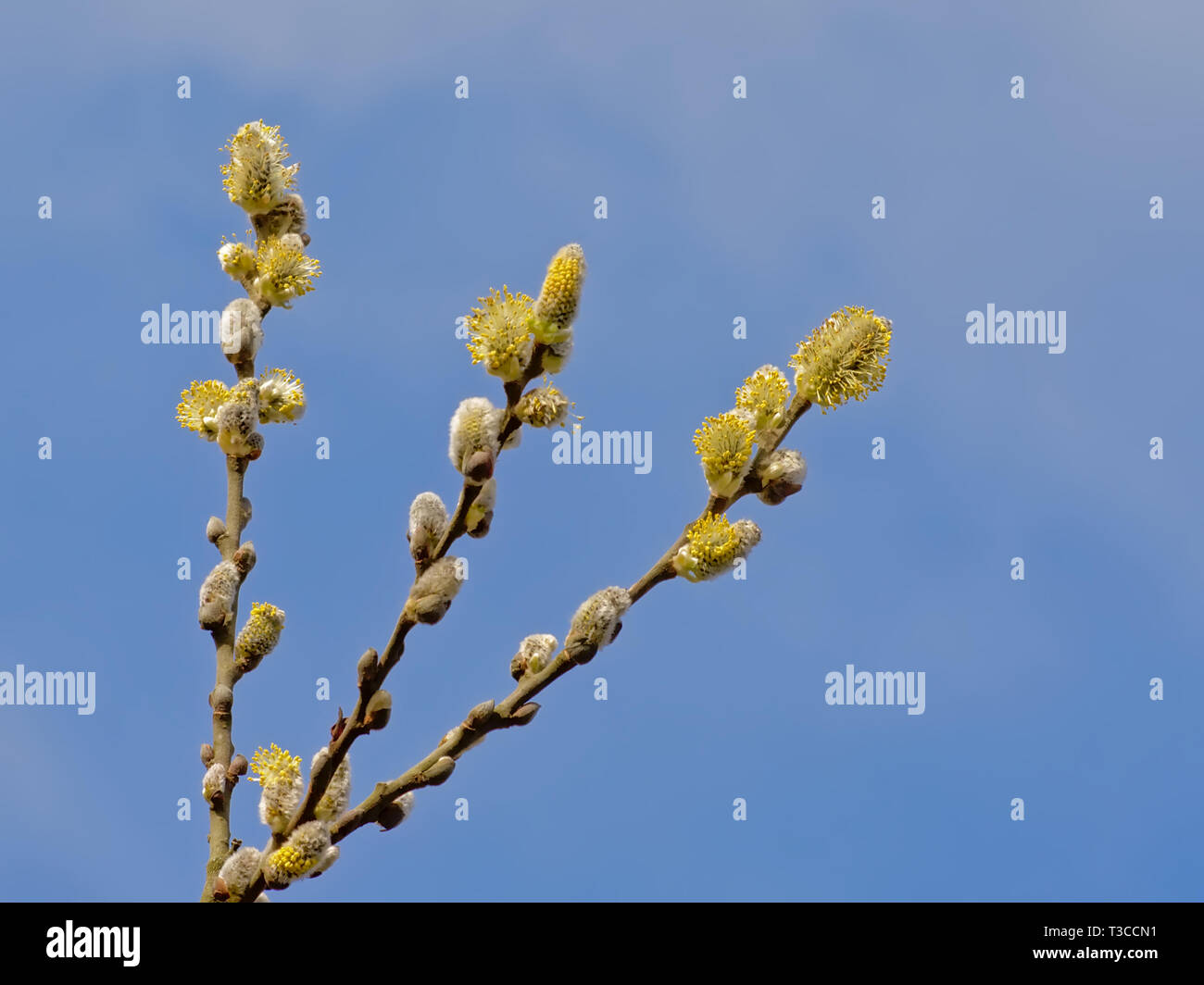 Download preview Twigs with Yellow male willow catkins on a clear blue ...