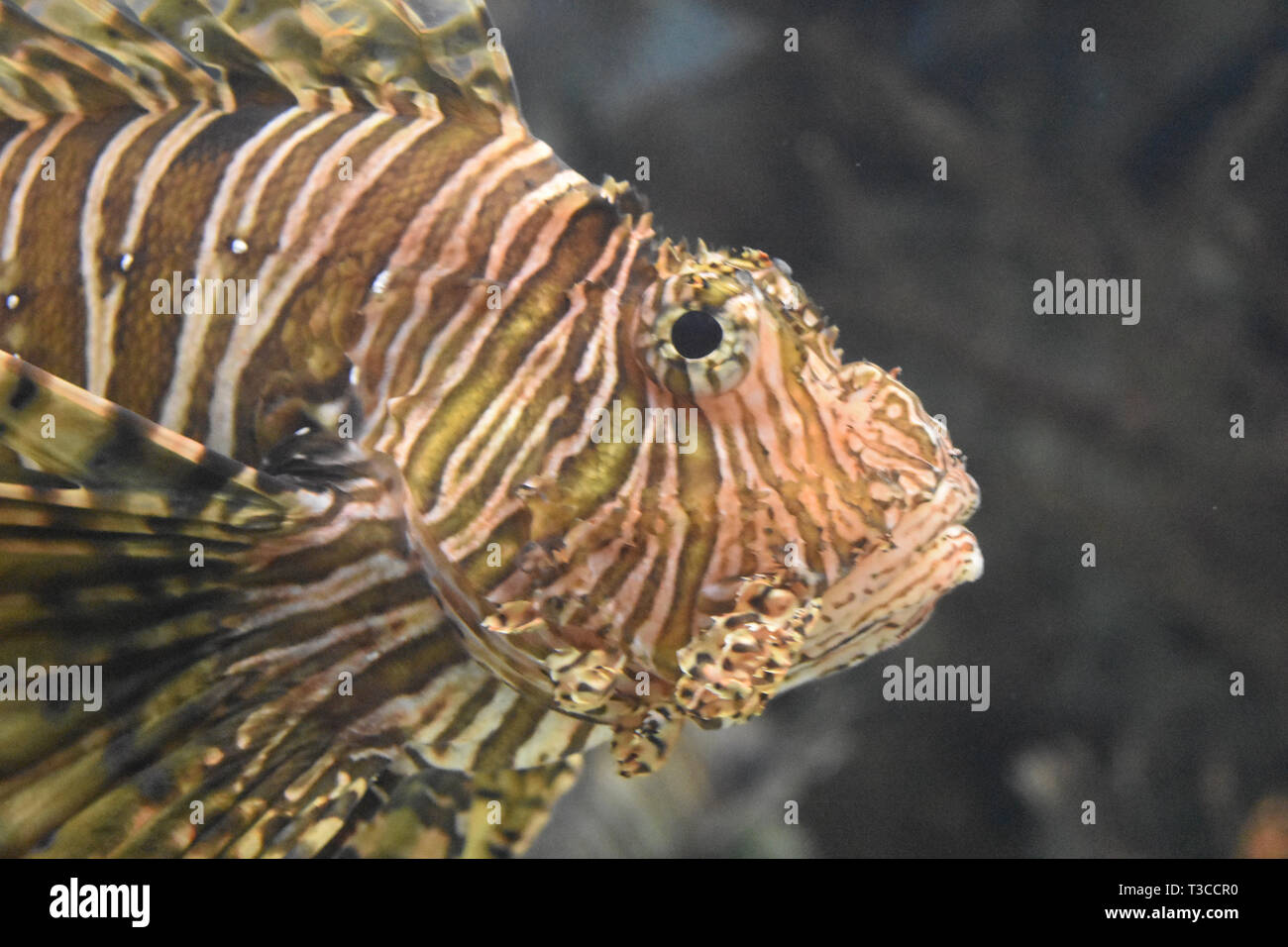 Up close look at a zebrafish face in the water Stock Photo - Alamy