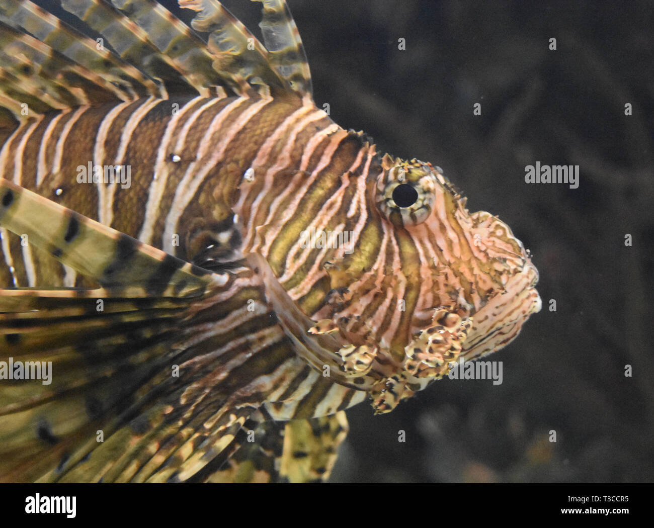 Amazing look at the face of a firefish under water Stock Photo - Alamy