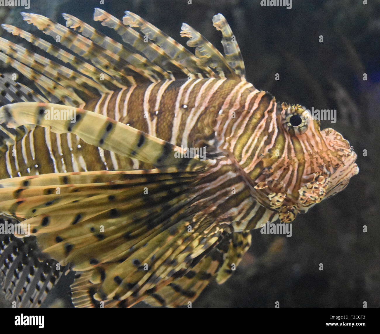 Fantastic capture of a brown and white striped zebrafish Stock Photo ...