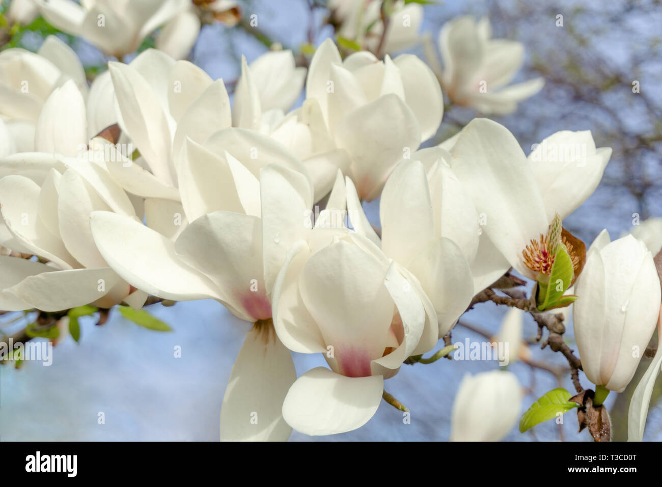 Magnolia tree in summer magnolia hi-res stock photography and images ...