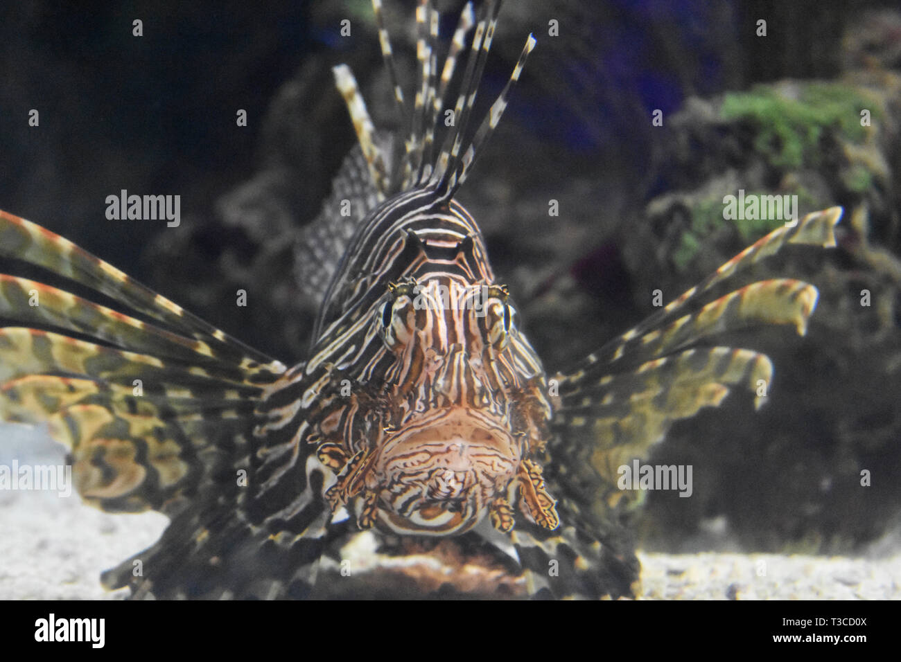 Amazing face of a zebrafish swimming in the water Stock Photo - Alamy