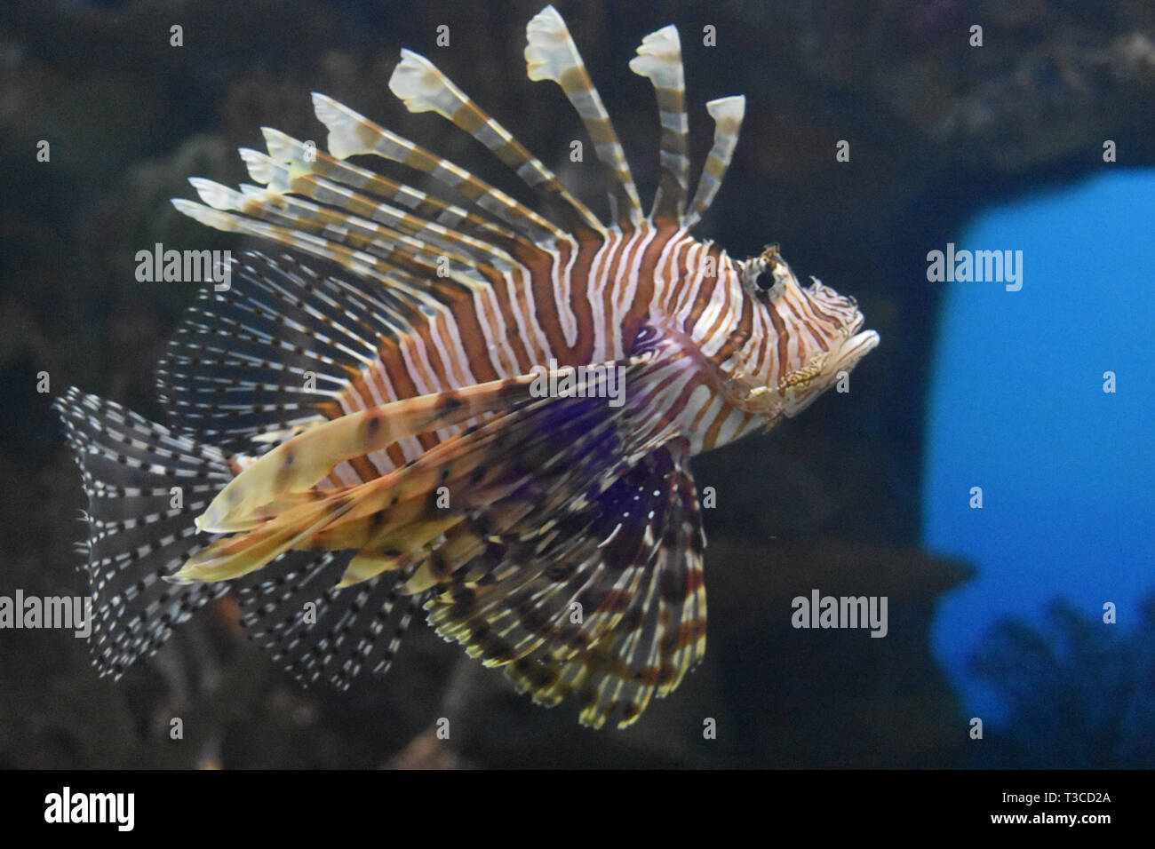 Great striped butterfly cod swimming under the water Stock Photo - Alamy