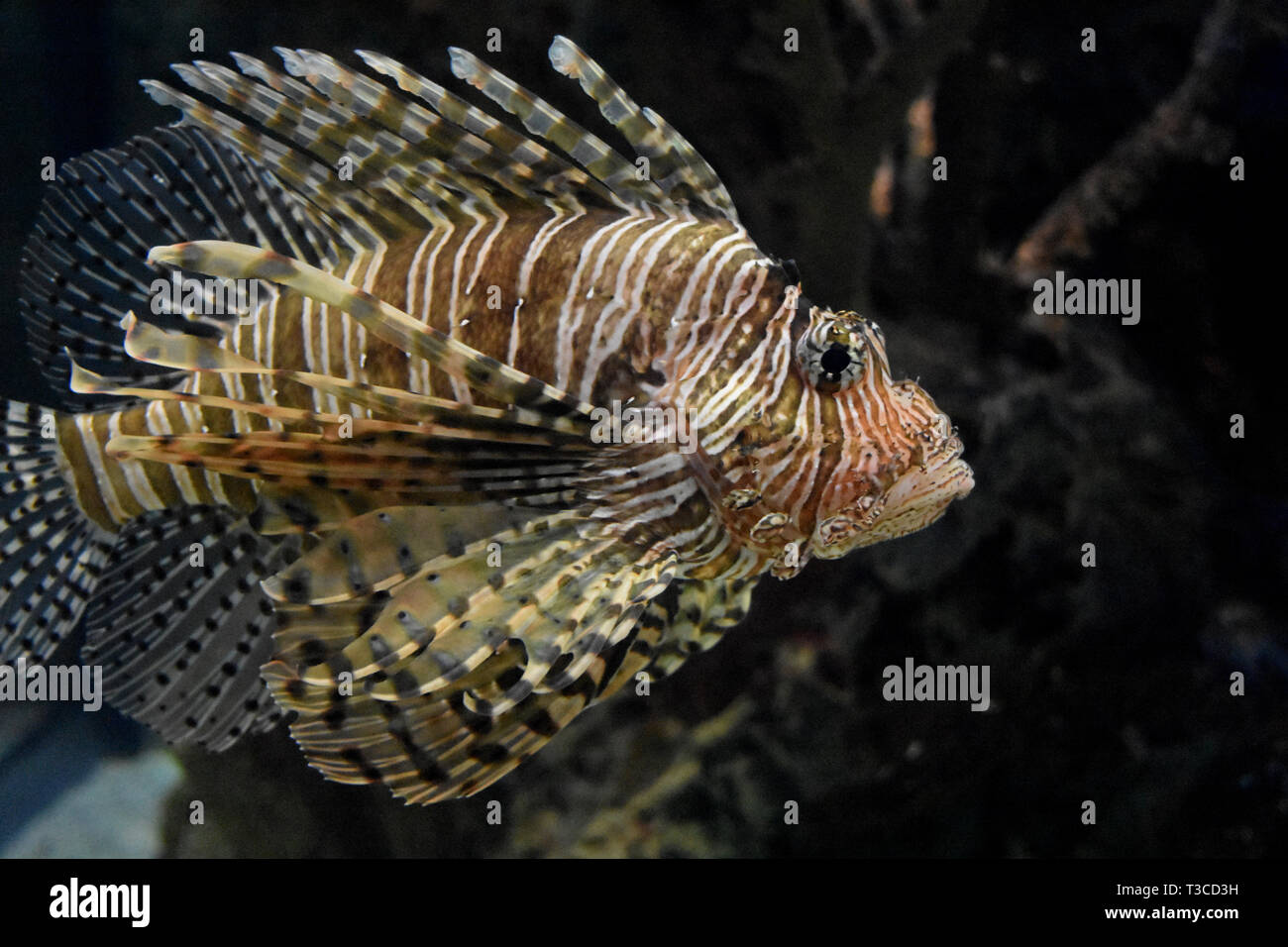 Great bold stripes on a zebrafish swimming under water Stock Photo - Alamy