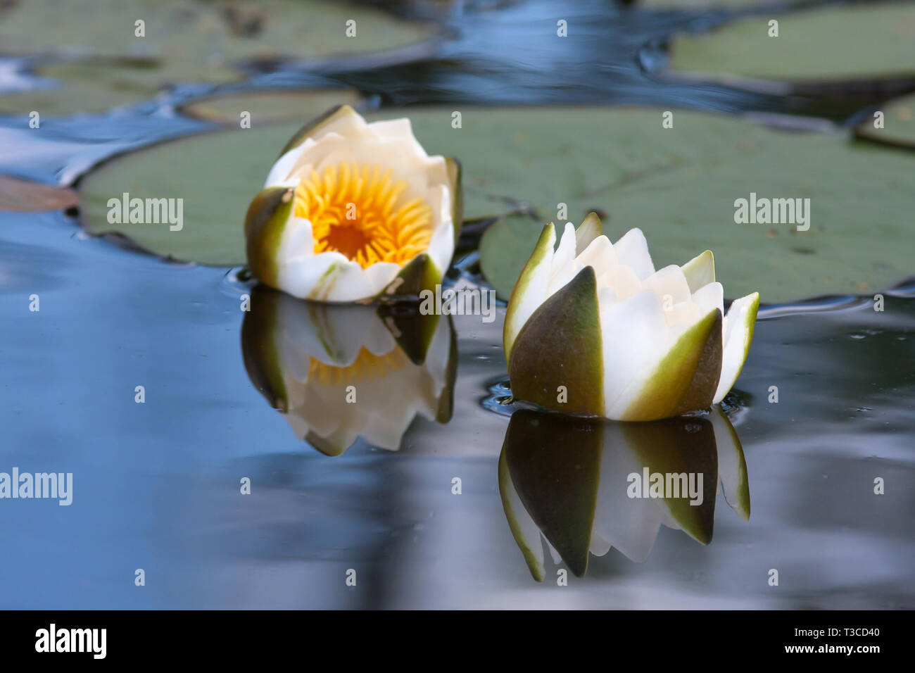 white flower of water lily or nenuphar (Nymphaea alba) on surfuce of ...