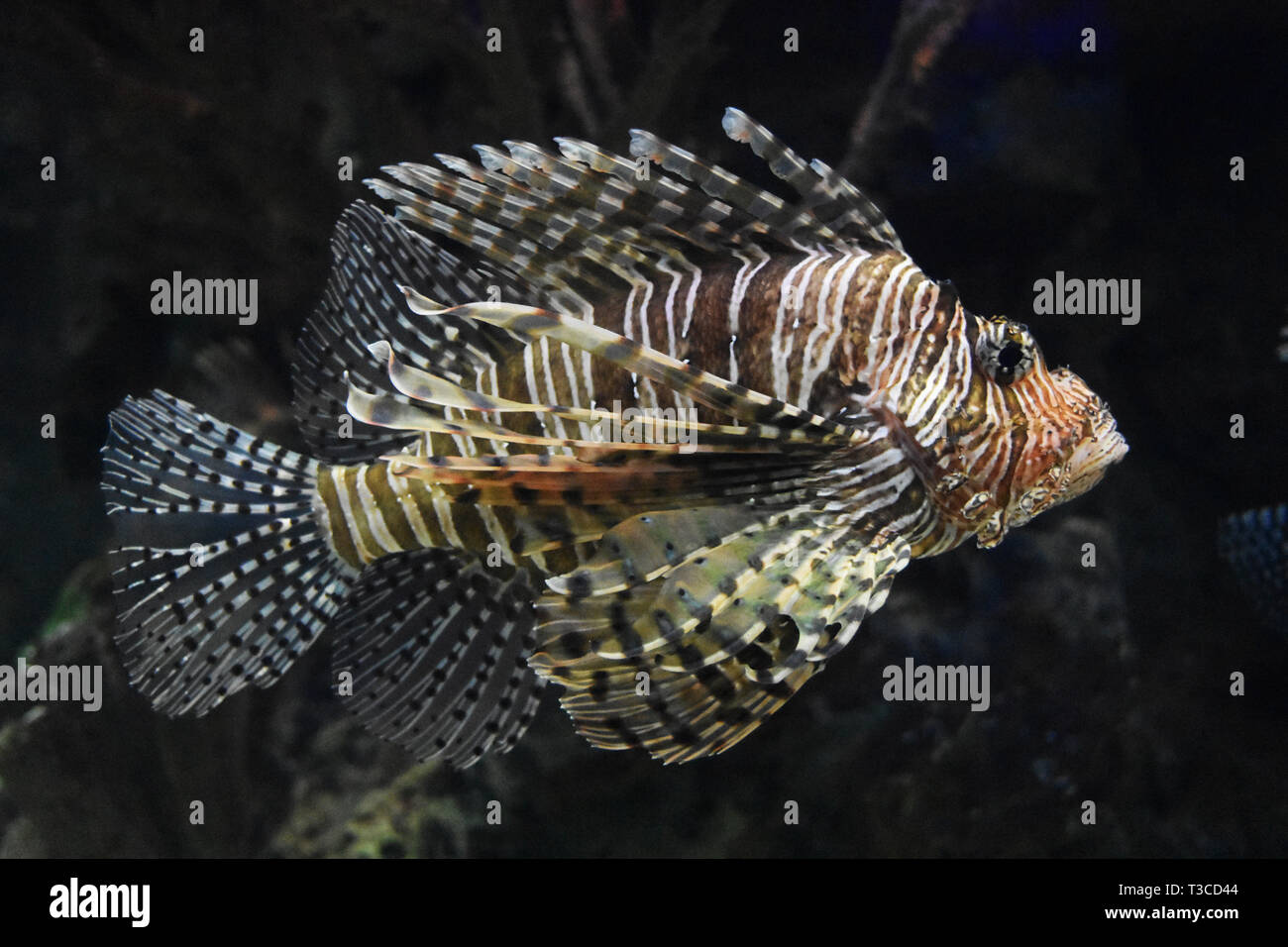Swimming striped zebrafish beside a coral reef Stock Photo - Alamy