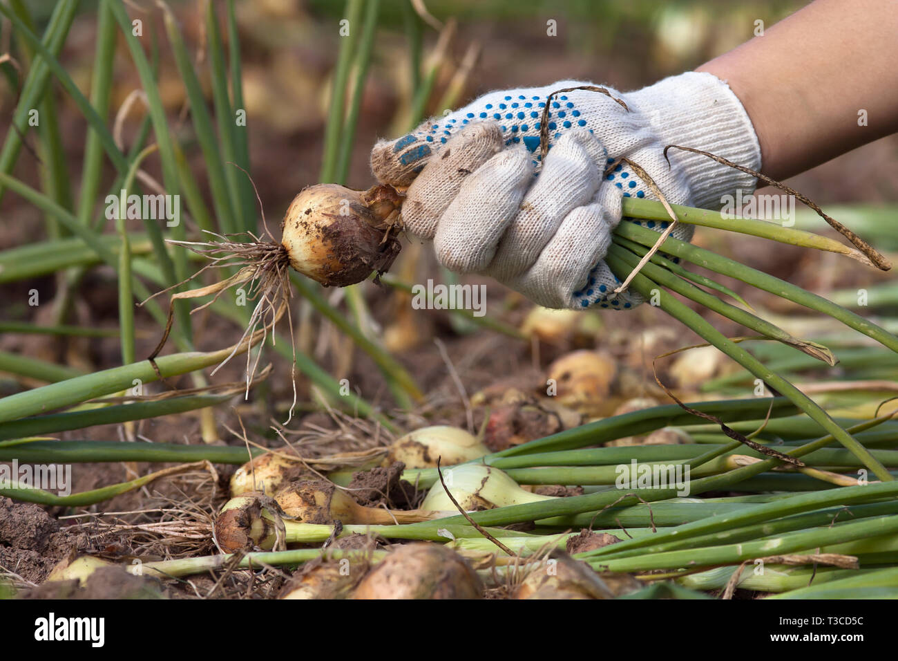 Hand onion hi-res stock photography and images - Alamy